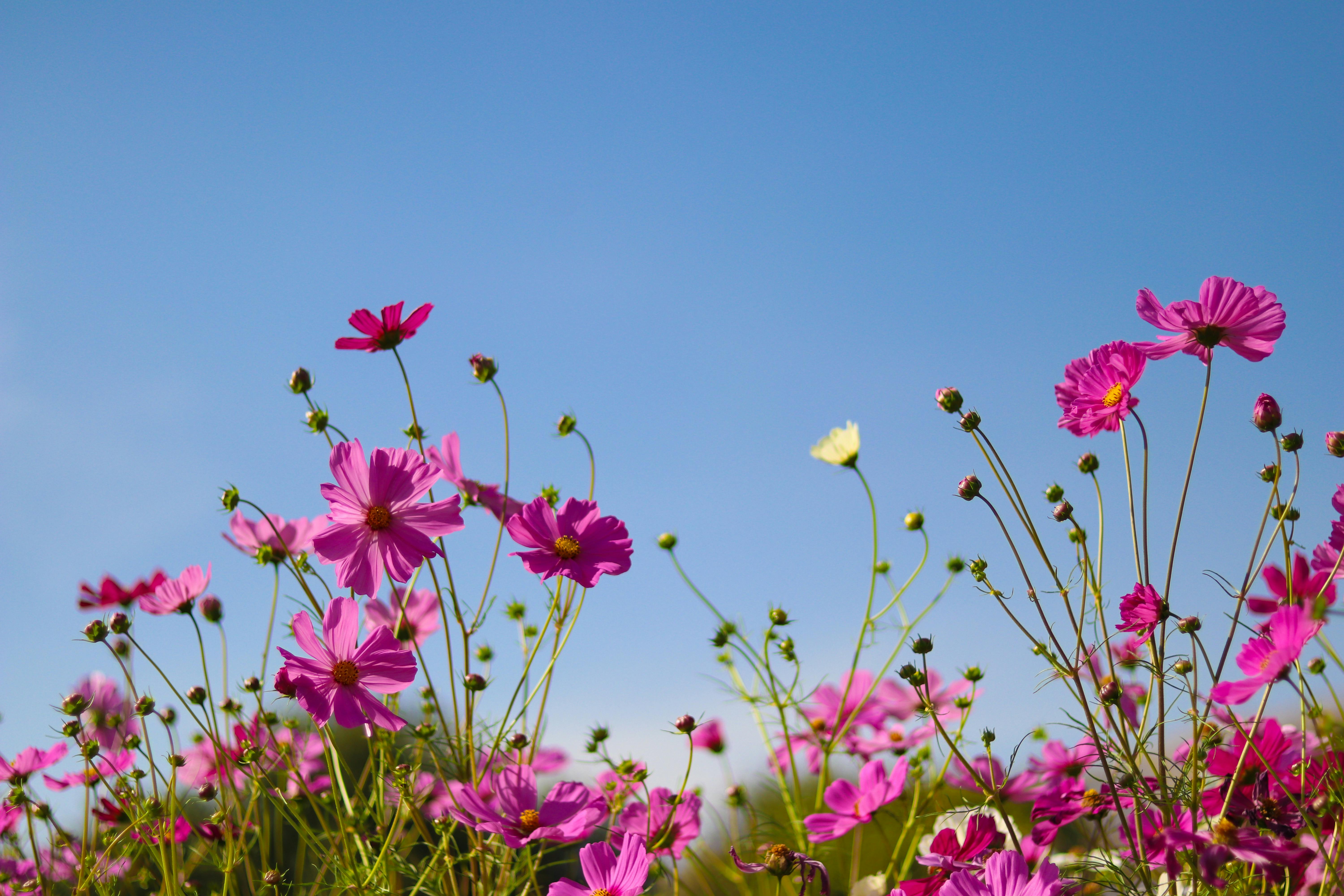 Flores Vibrantes De Cosmos Rosa Florescendo No Campo · Foto ...
