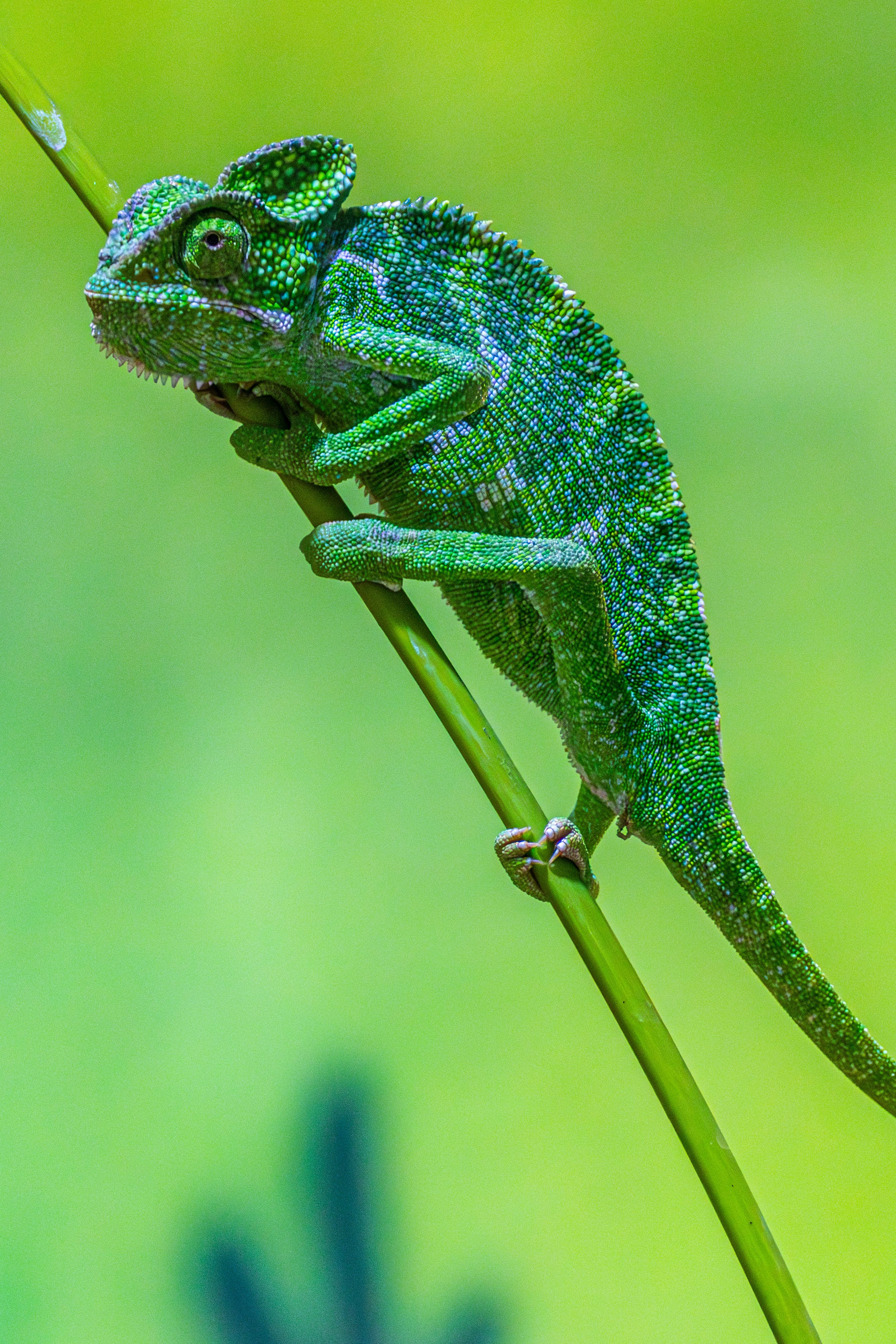 Green and Gray Chameleon · Free Stock Photo