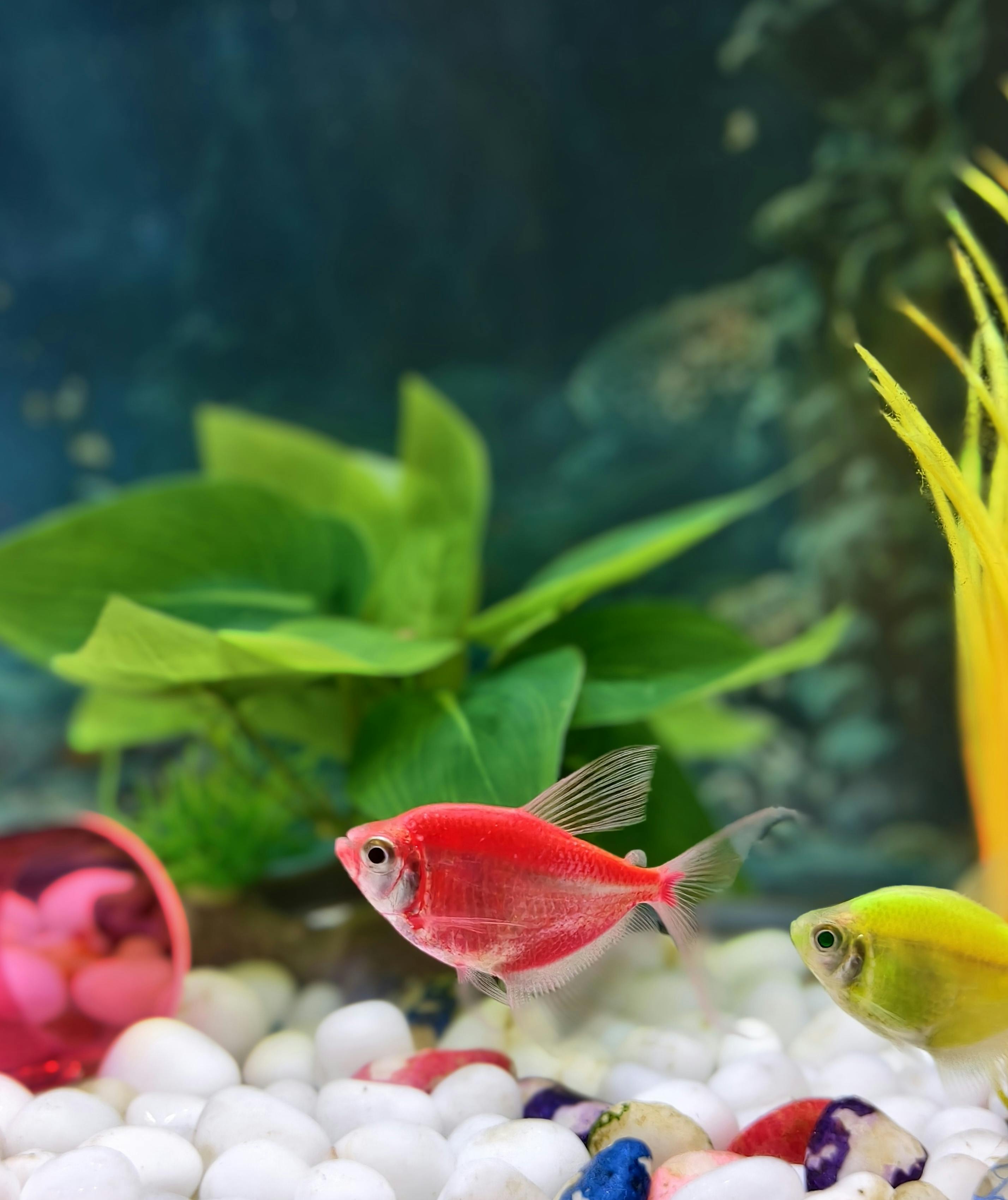 Small Fish Photos, Download The BEST Free Small Fish Stock Photos & HD ...