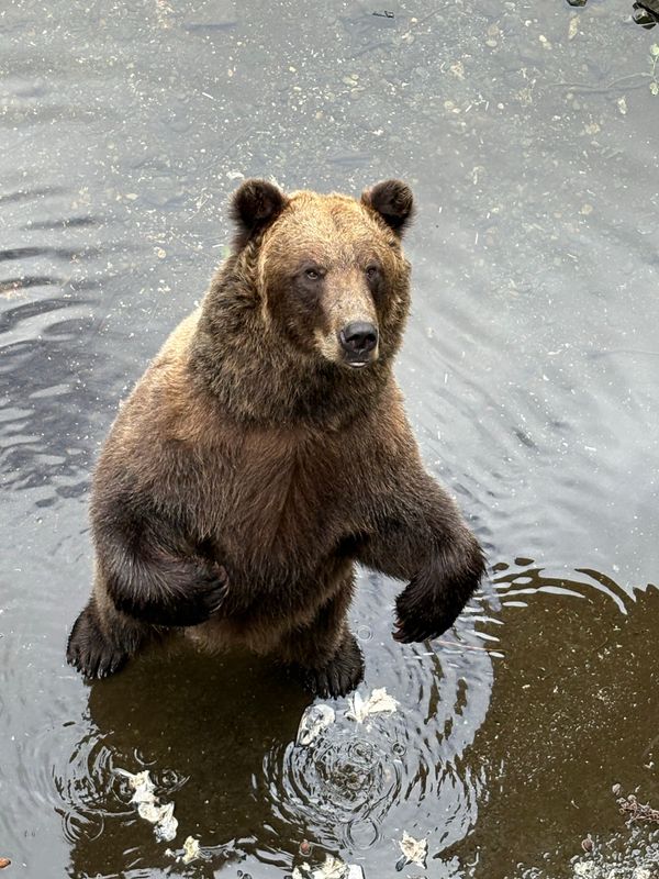 Bear Standing Up Photos, Download The BEST Free Bear Standing Up Stock ...