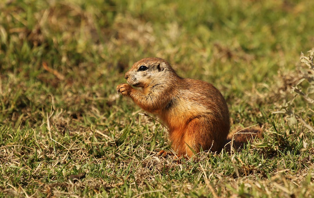 Africa rodents of South Africa: diversity & ID guide