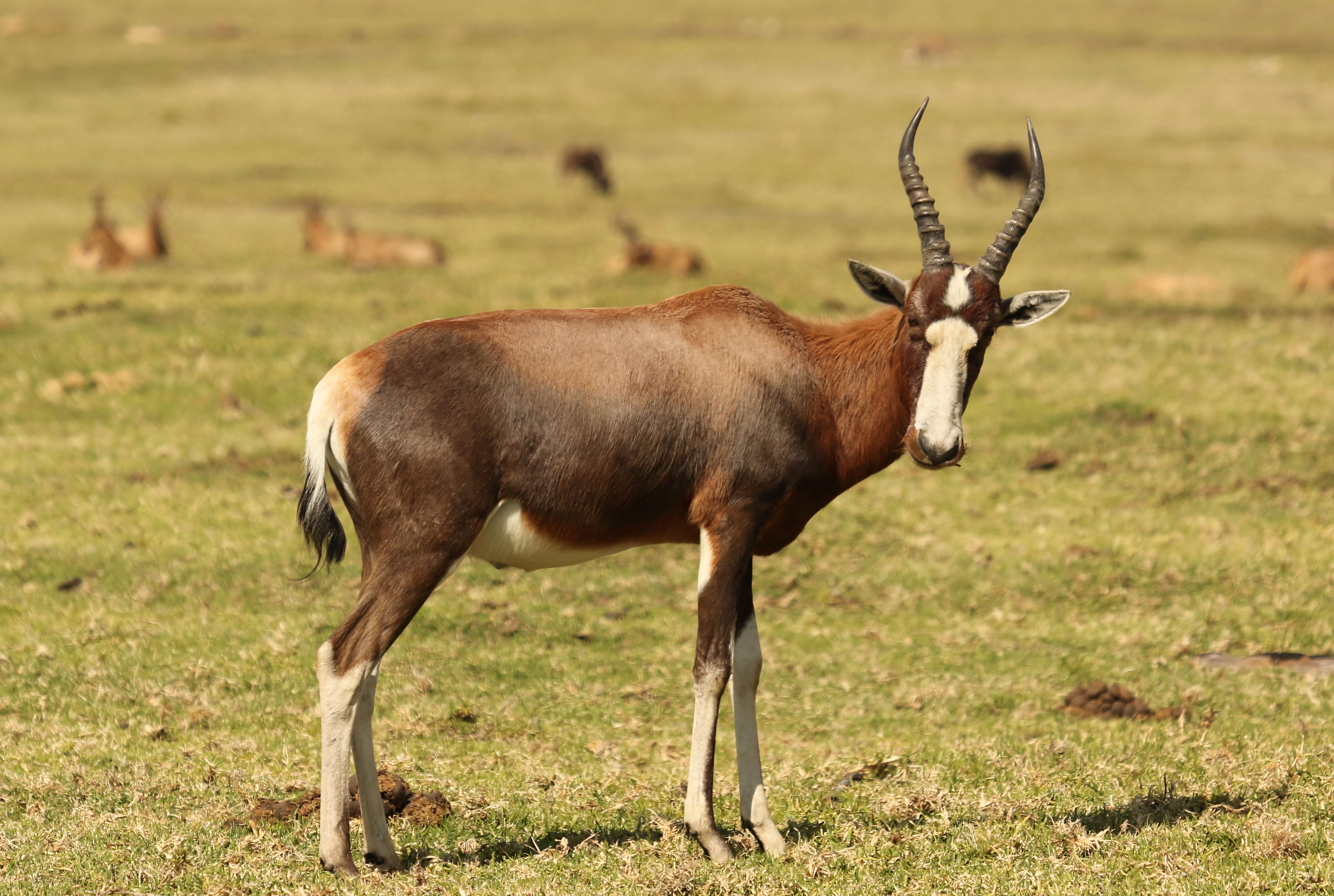Blesbok Antelope in a South African Grassland · Free Stock Photo