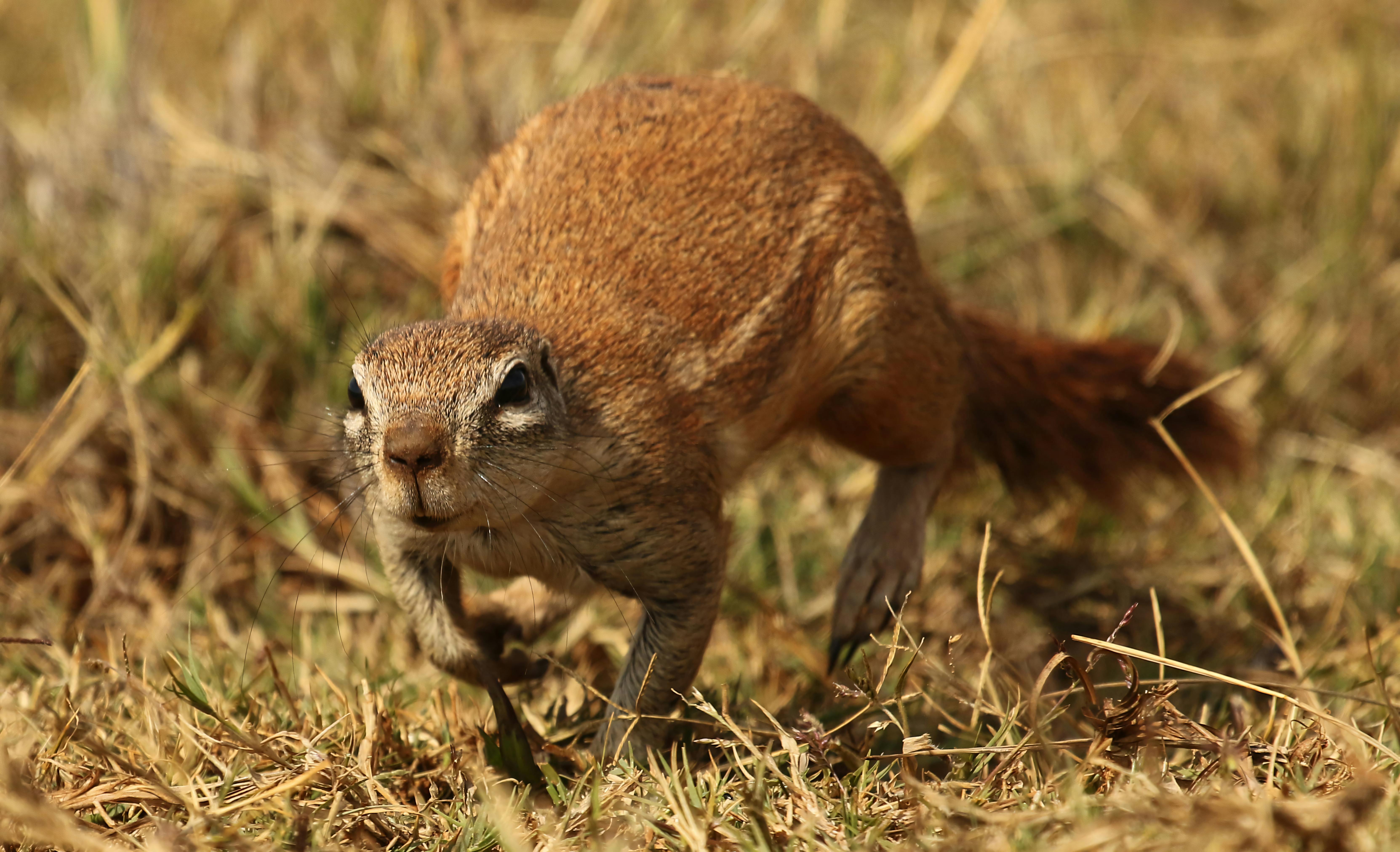 Africa rodents of South Africa: diversity & ID guide