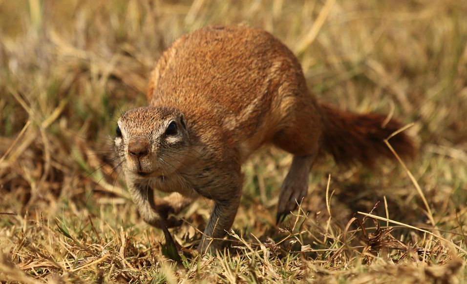 Africa rodents of South Africa: diversity & ID guide