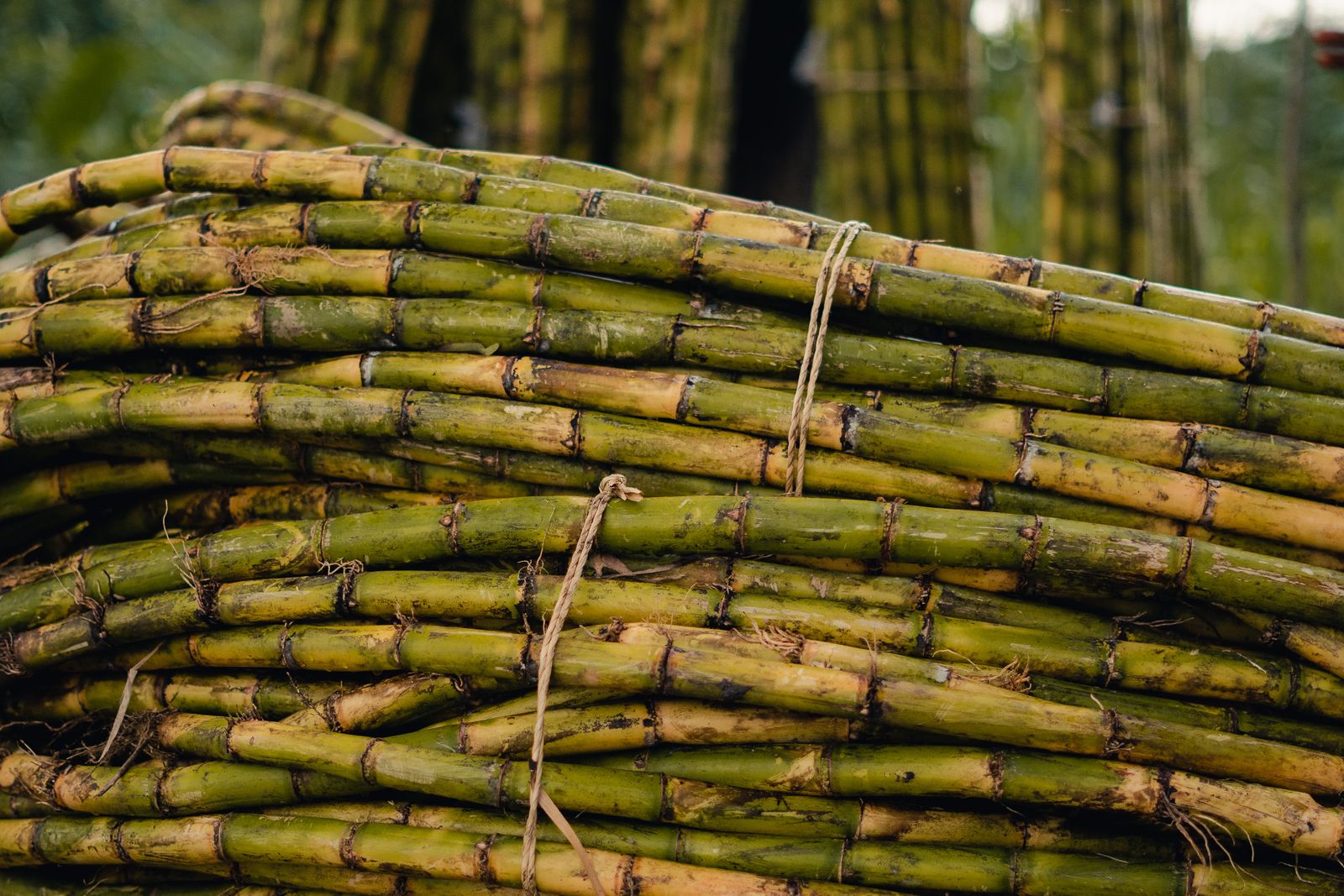 Sugar Cane Photos, Download The BEST Free Sugar Cane Stock Photos & HD ...