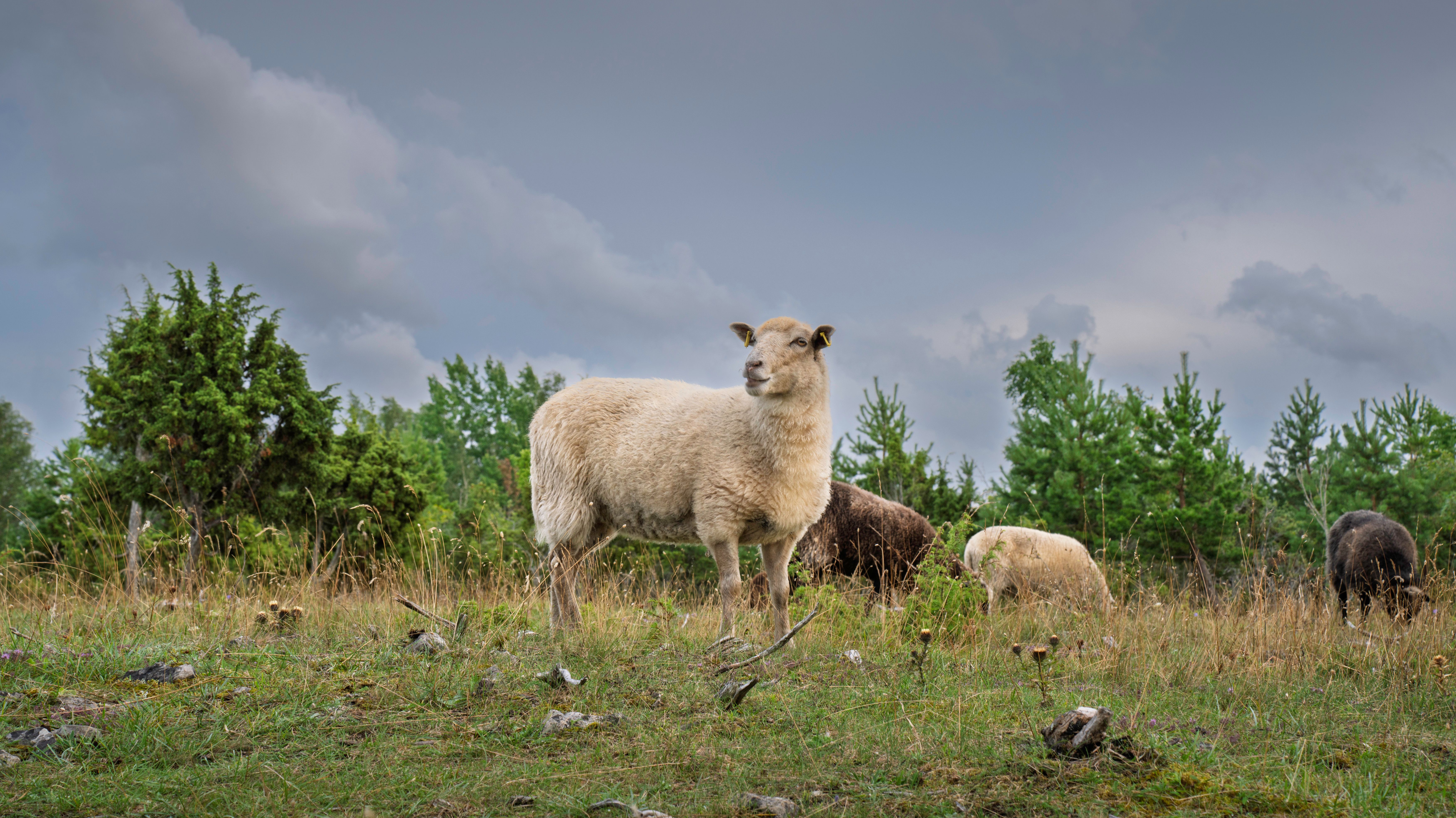 Rustic Farm Scene with Grazing Sheep · Free Stock Photo