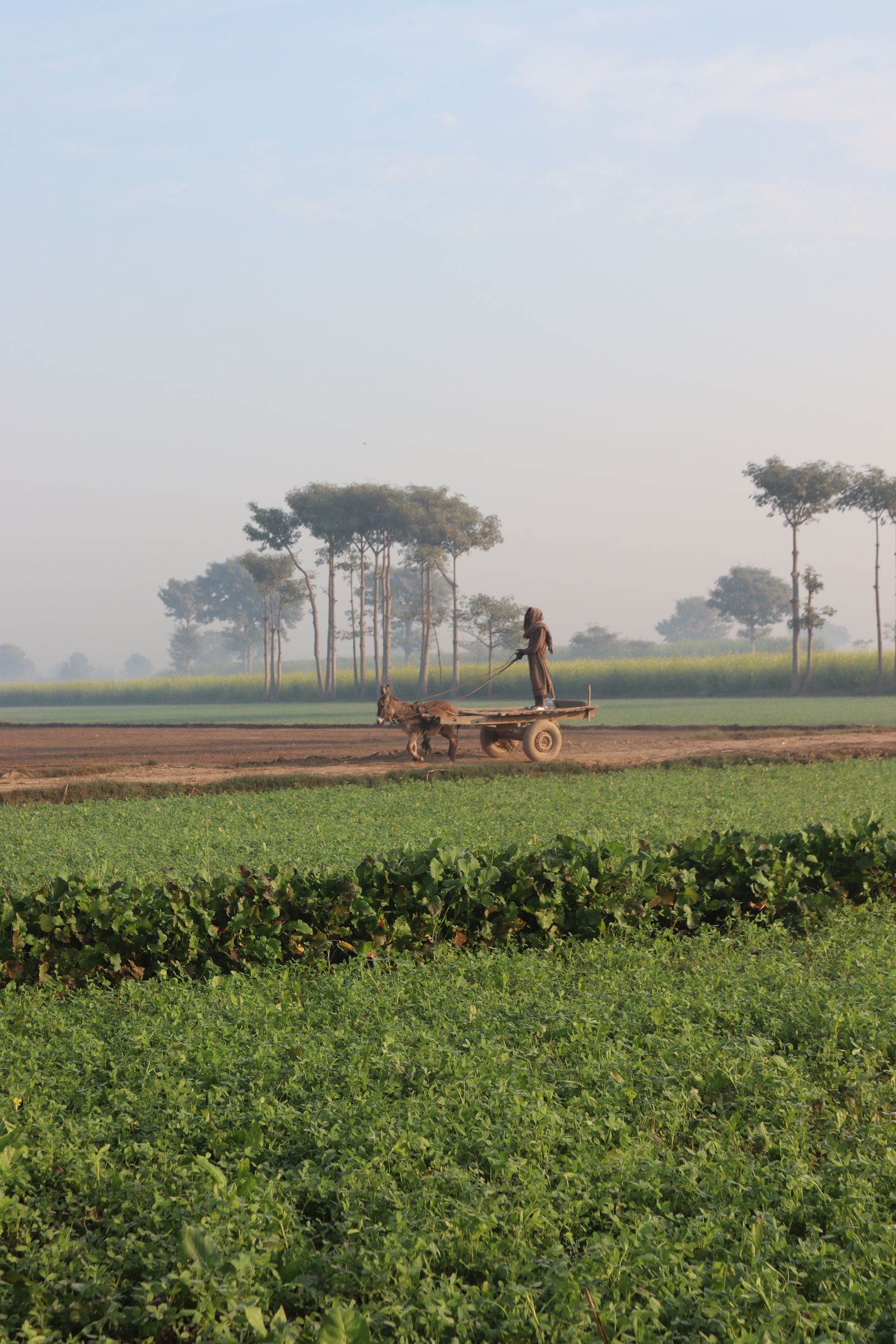 Crop Field Photos, Download The BEST Free Crop Field Stock Photos & HD ...