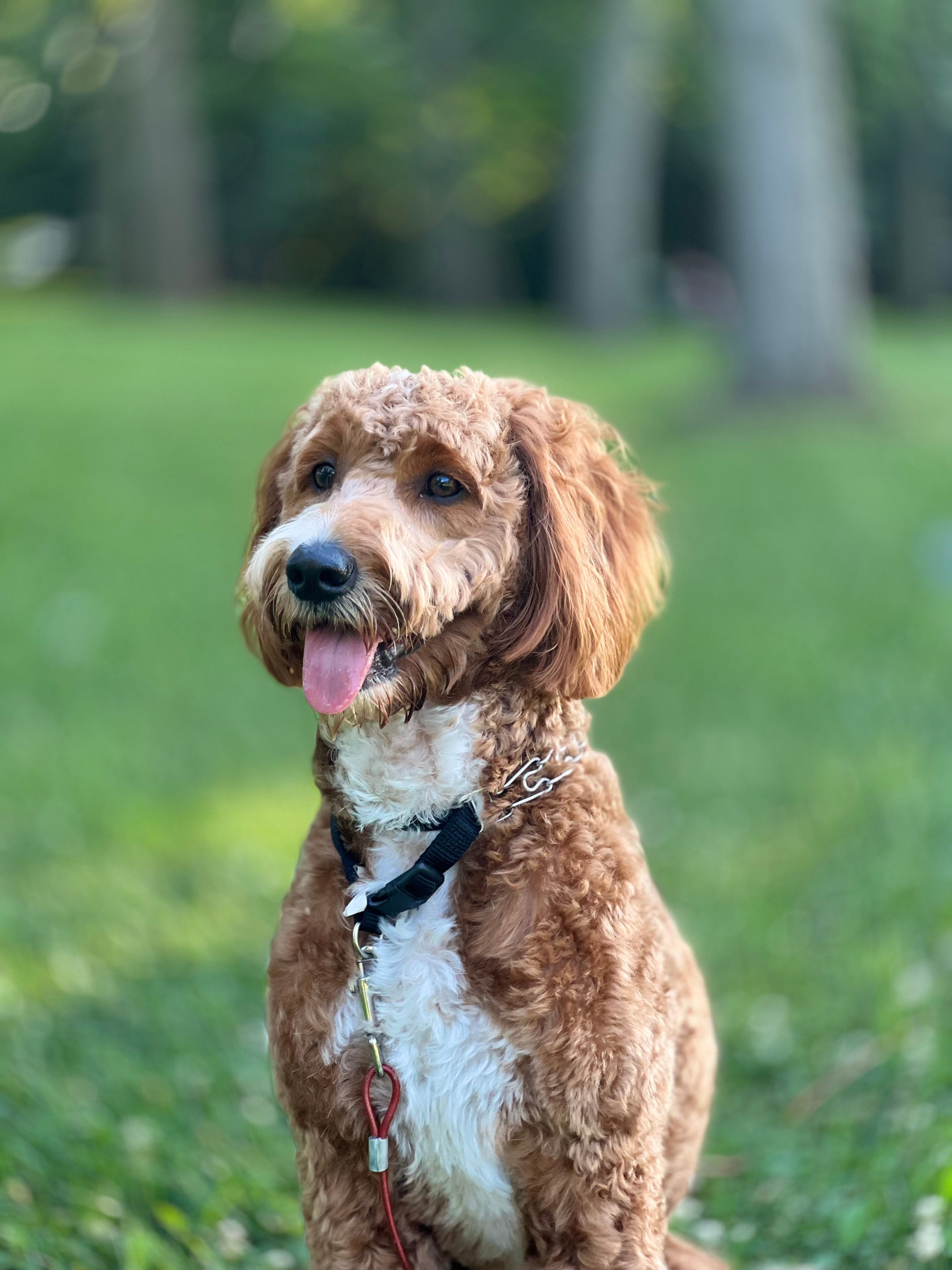 Adorable Brown Labradoodle Sitting on Grass · Free Stock Photo