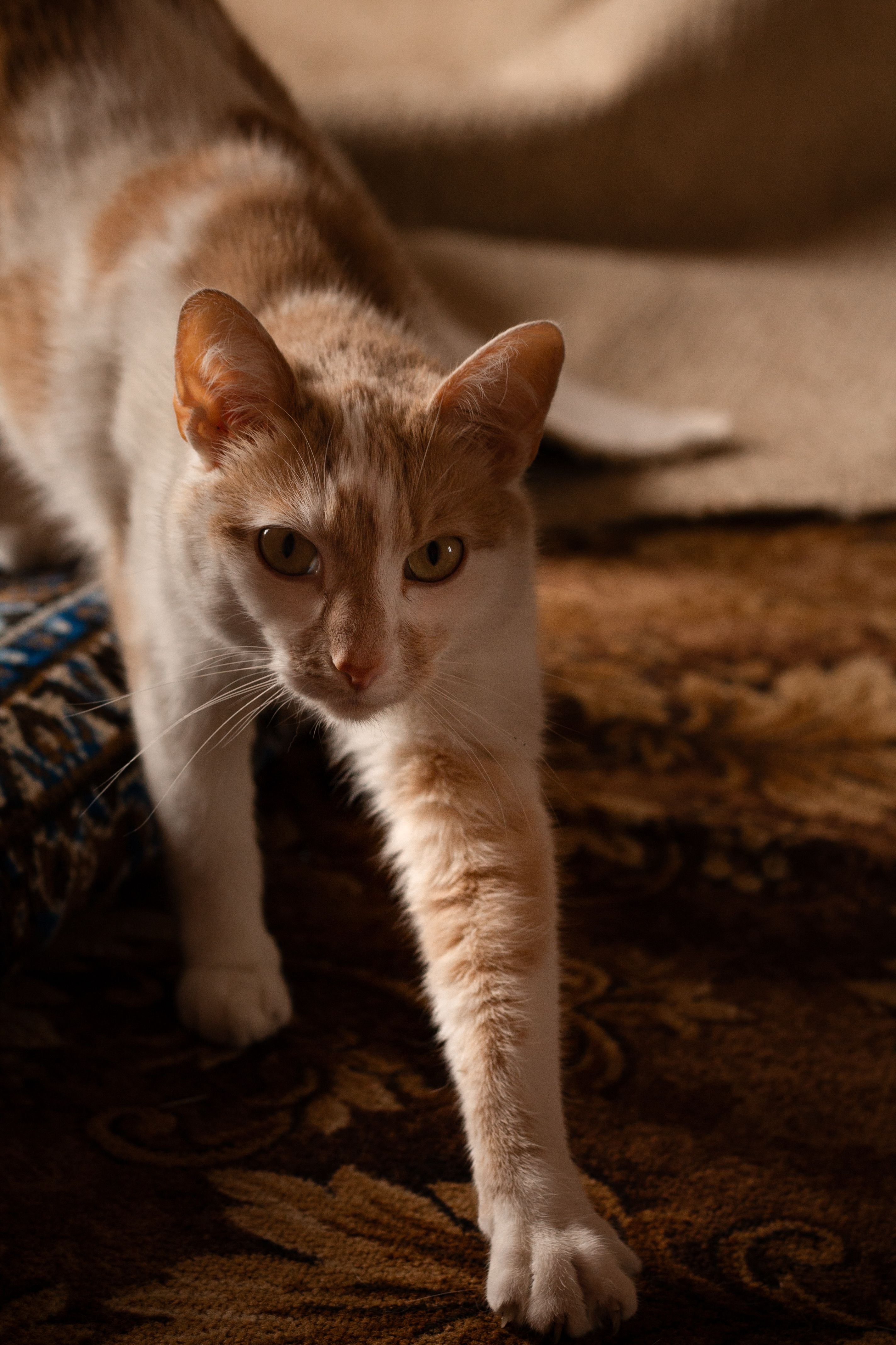 Cat Photography Photos, Download The BEST Free Cat Photography Stock ...