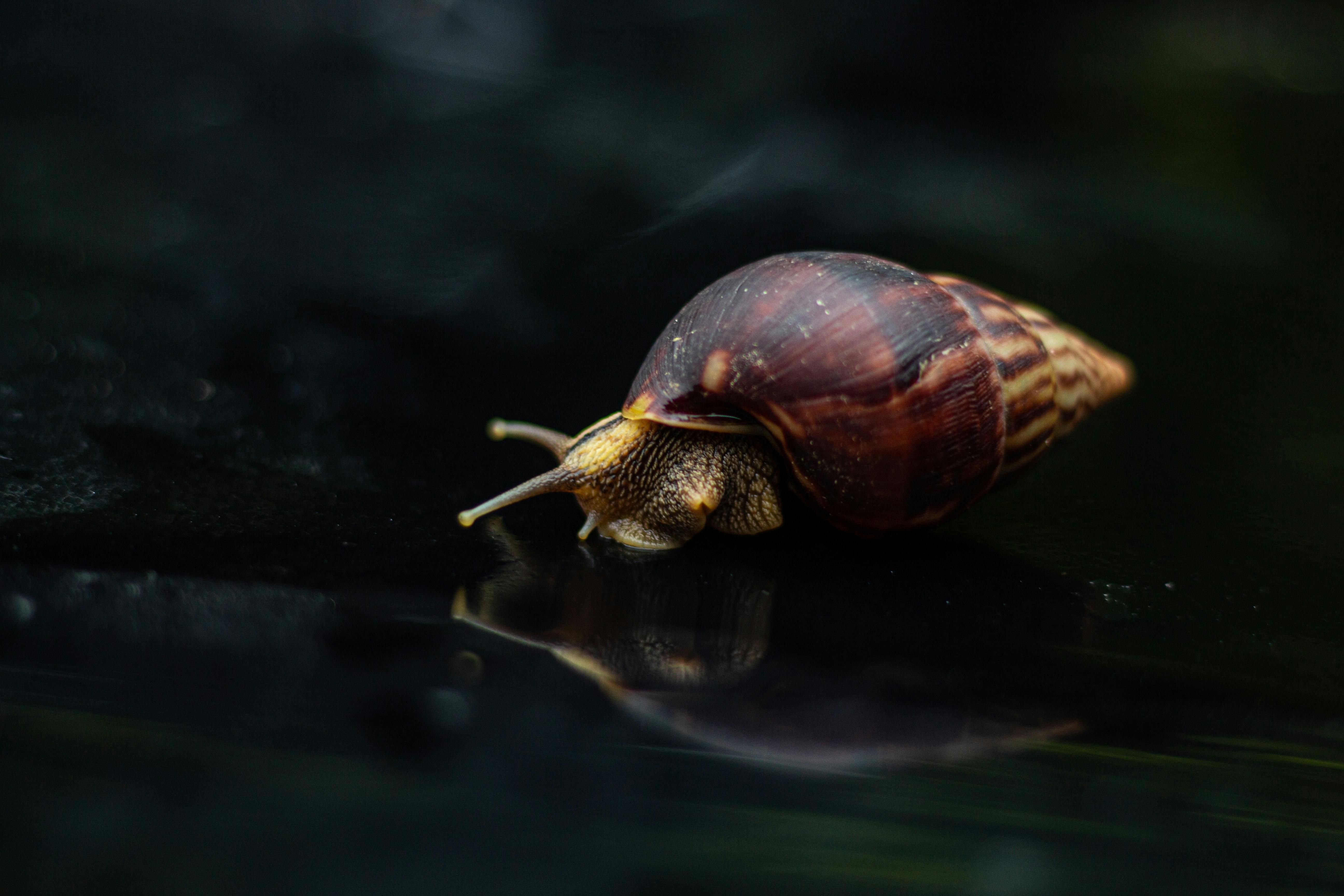 Slug Photos, Download The BEST Free Slug Stock Photos & HD Images