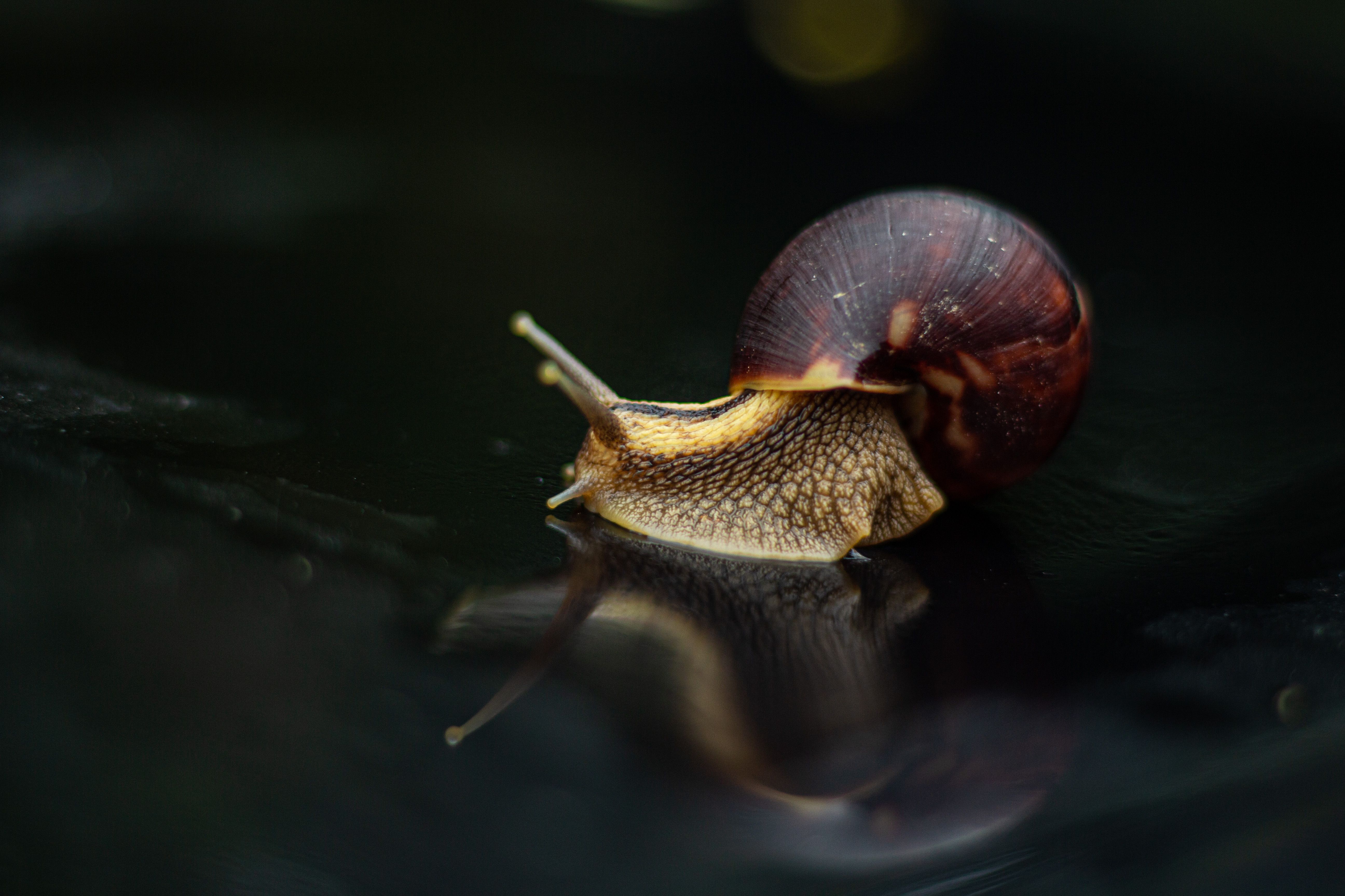 Primer Plano De Un Caracol Reflejándose En El Agua · Foto de stock gratuita
