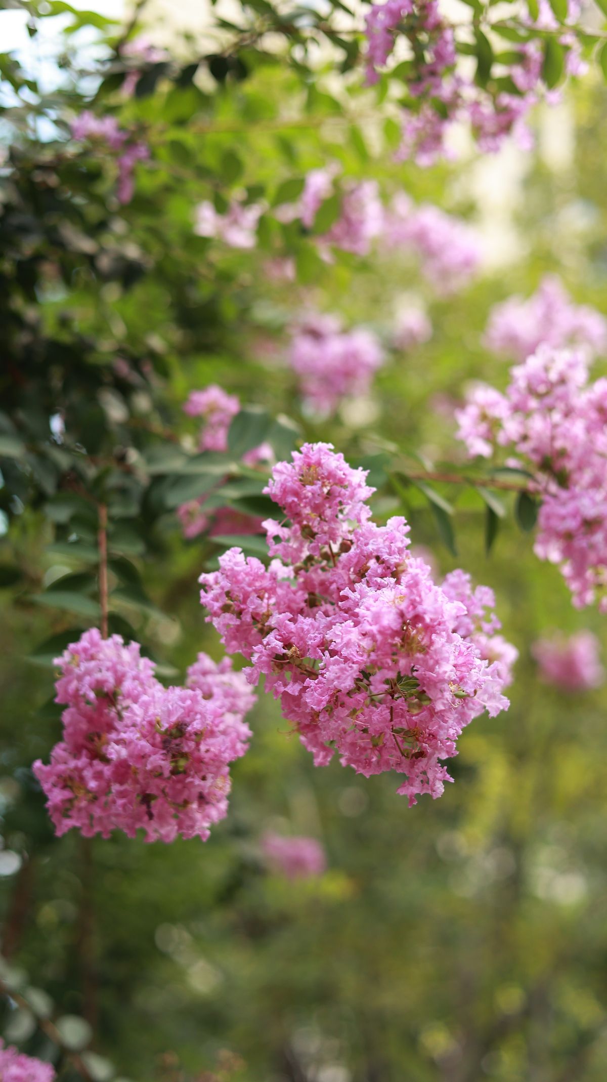 Myrtle Tree Photos, Download The BEST Free Myrtle Tree Stock Photos ...