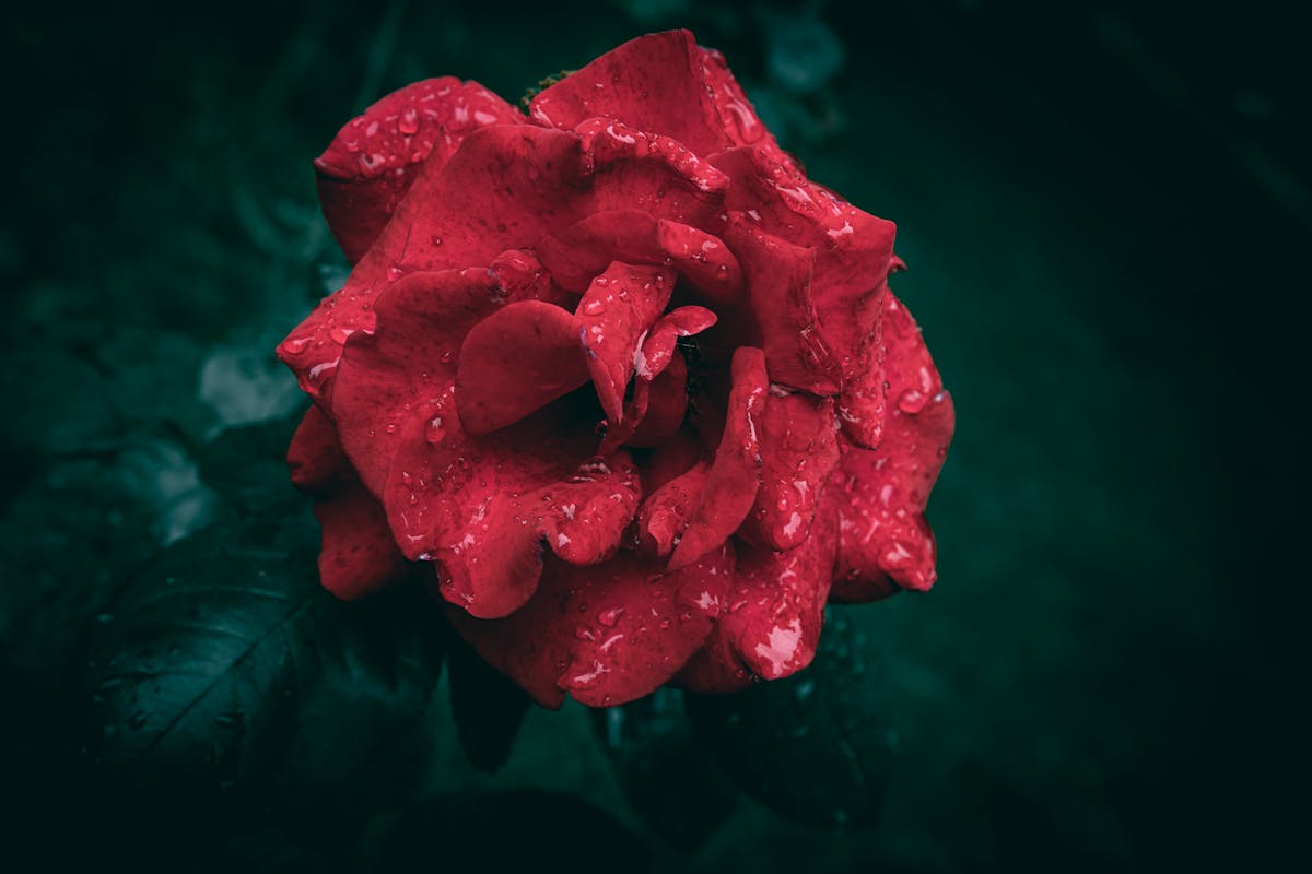 Rose Flower Jpg Photos, Download The BEST Free Rose Flower Jpg Stock ...