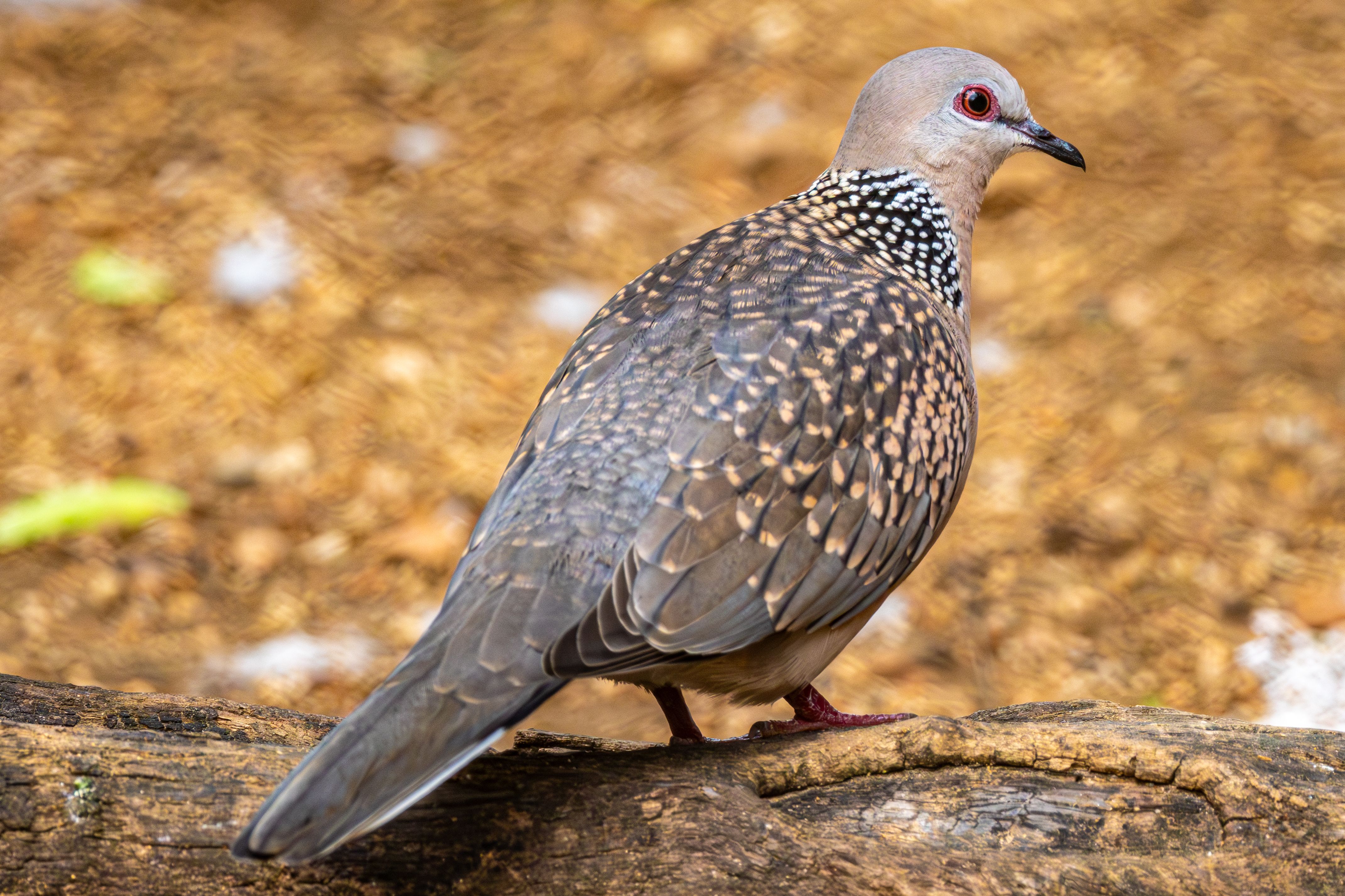 Doves Patterns Photos, Download The BEST Free Doves Patterns Stock ...
