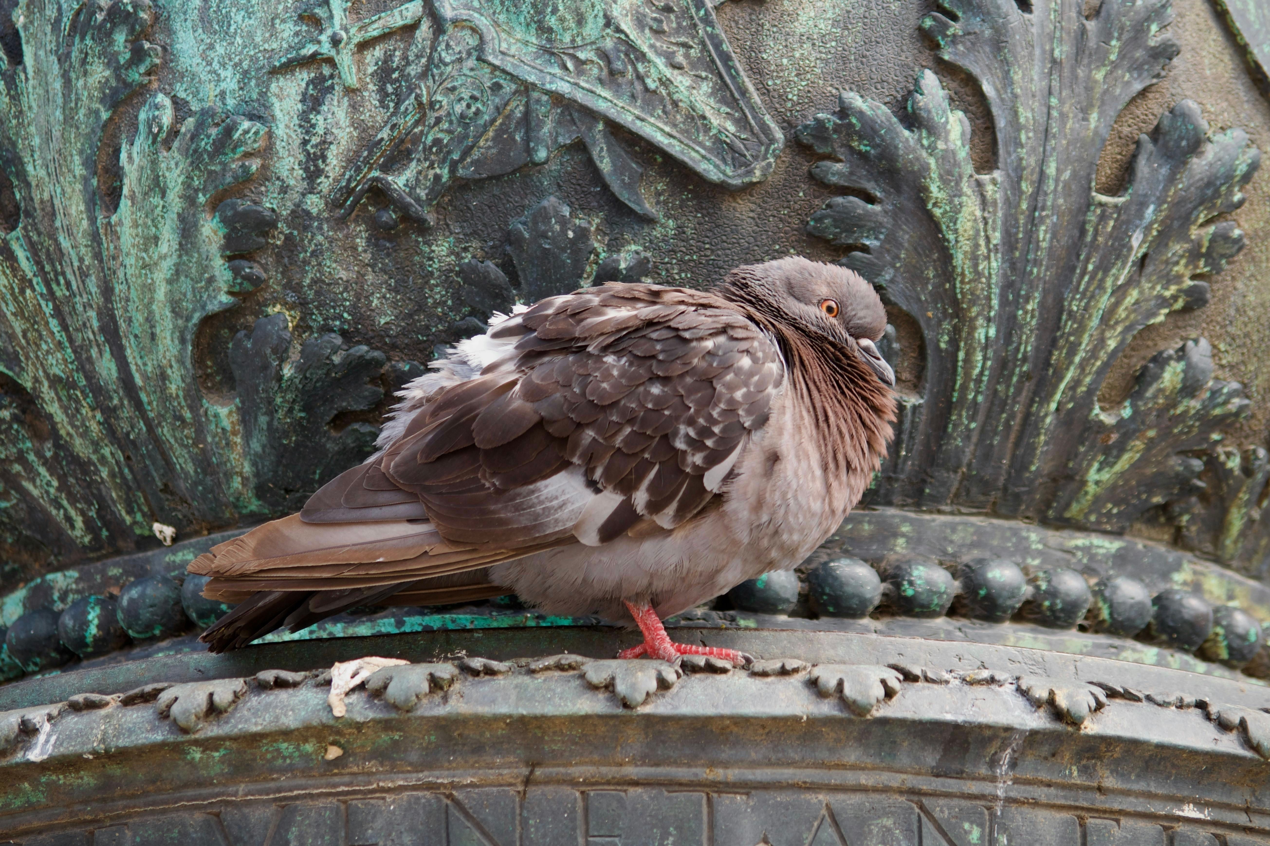 Close-up of Pigeon on Ornate Metal Structure · Free Stock Photo