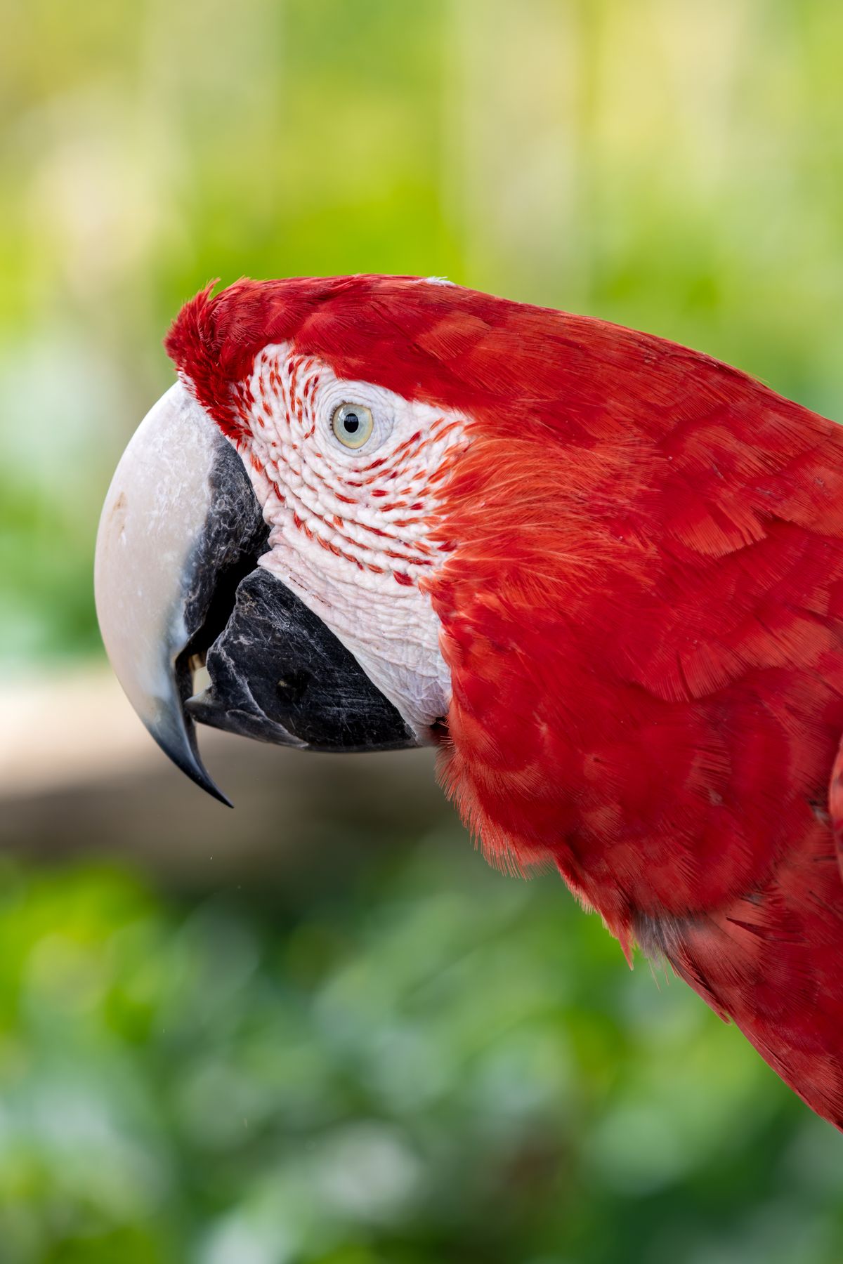 Macaw Parrot Photos, Download The BEST Free Macaw Parrot Stock Photos ...