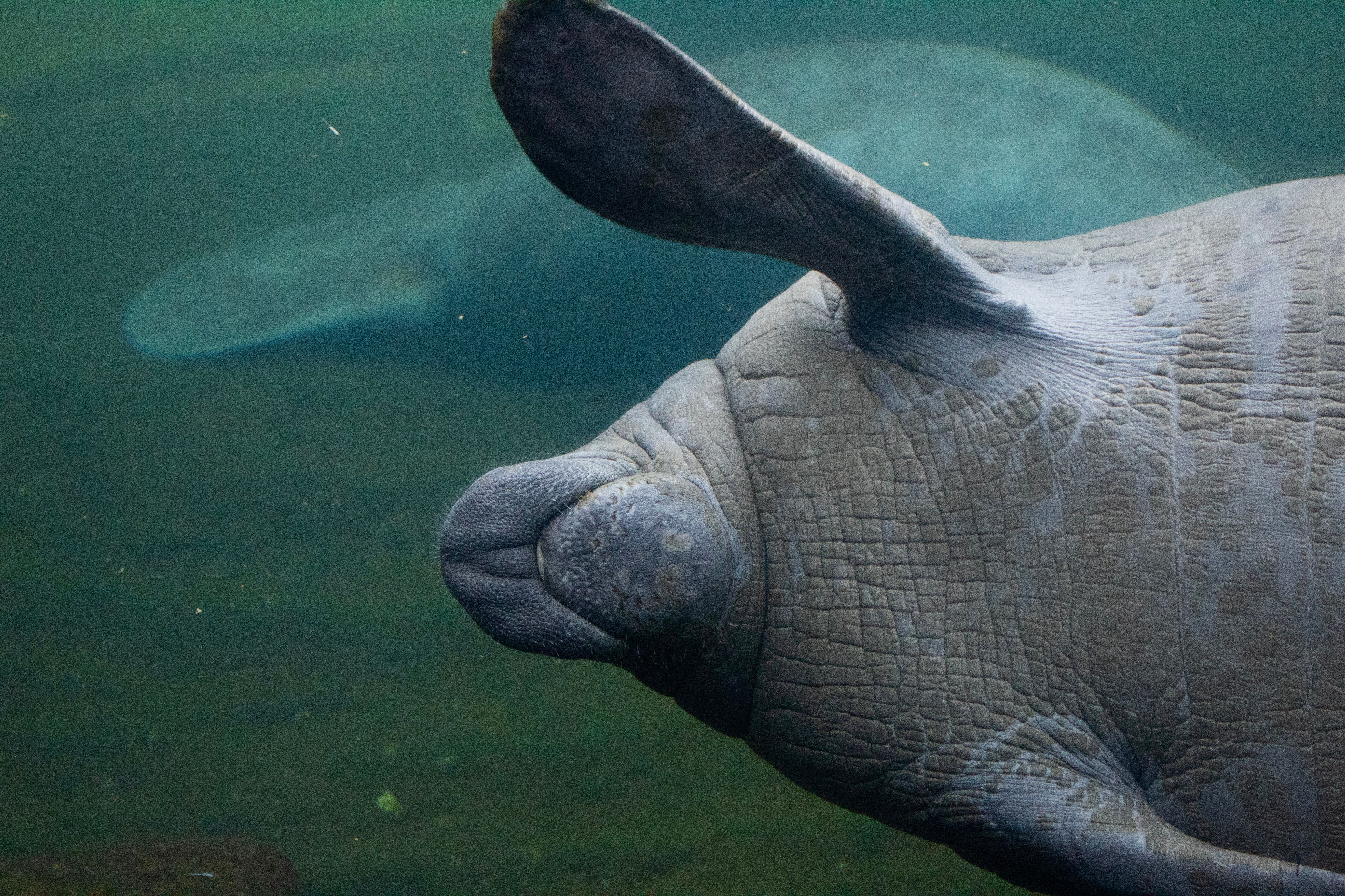 Close-Up of Manatee Underwater in Veracruz Aquarium · Free Stock Photo