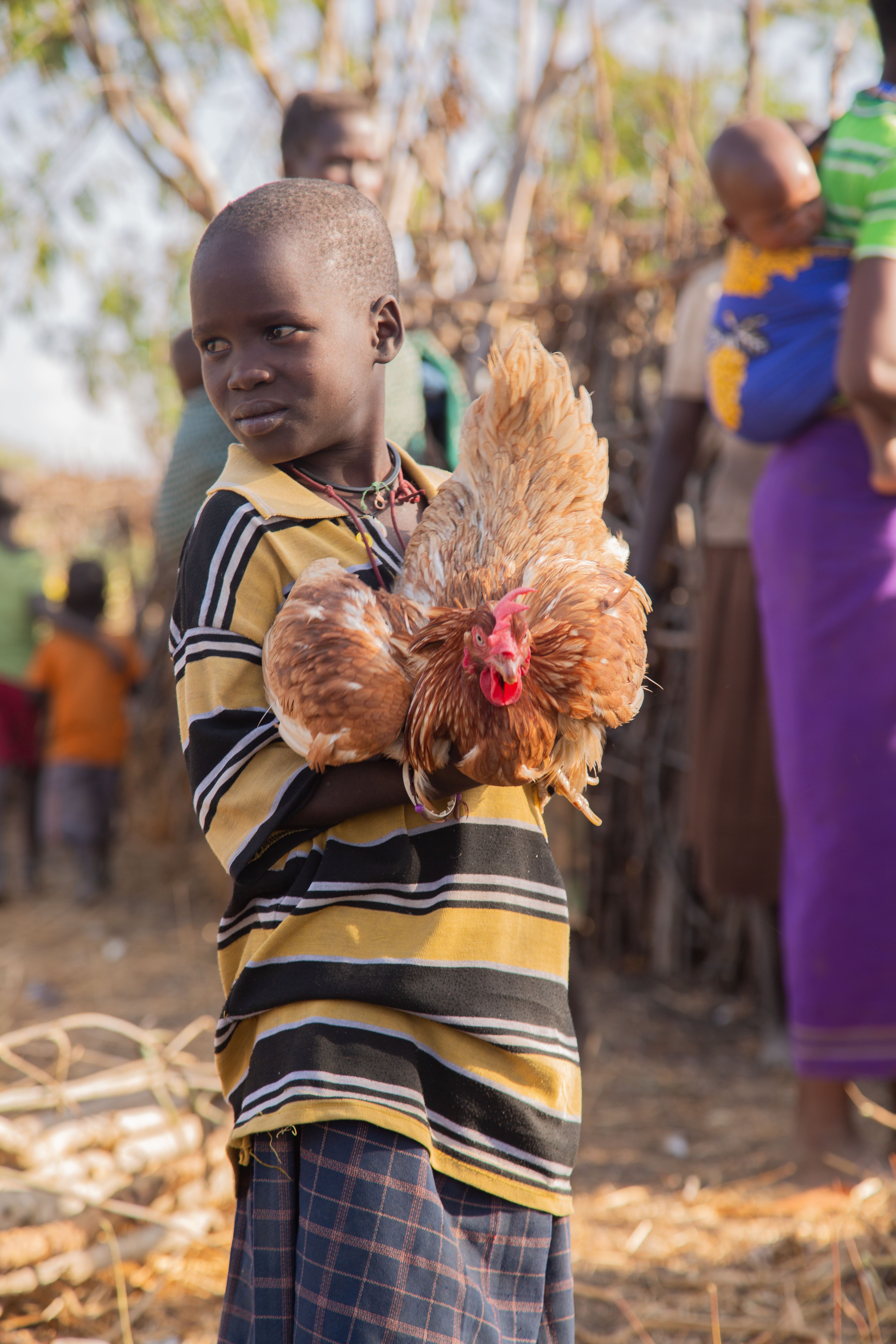 Young Boy Holding Chicken in Rural Setting · Free Stock Photo