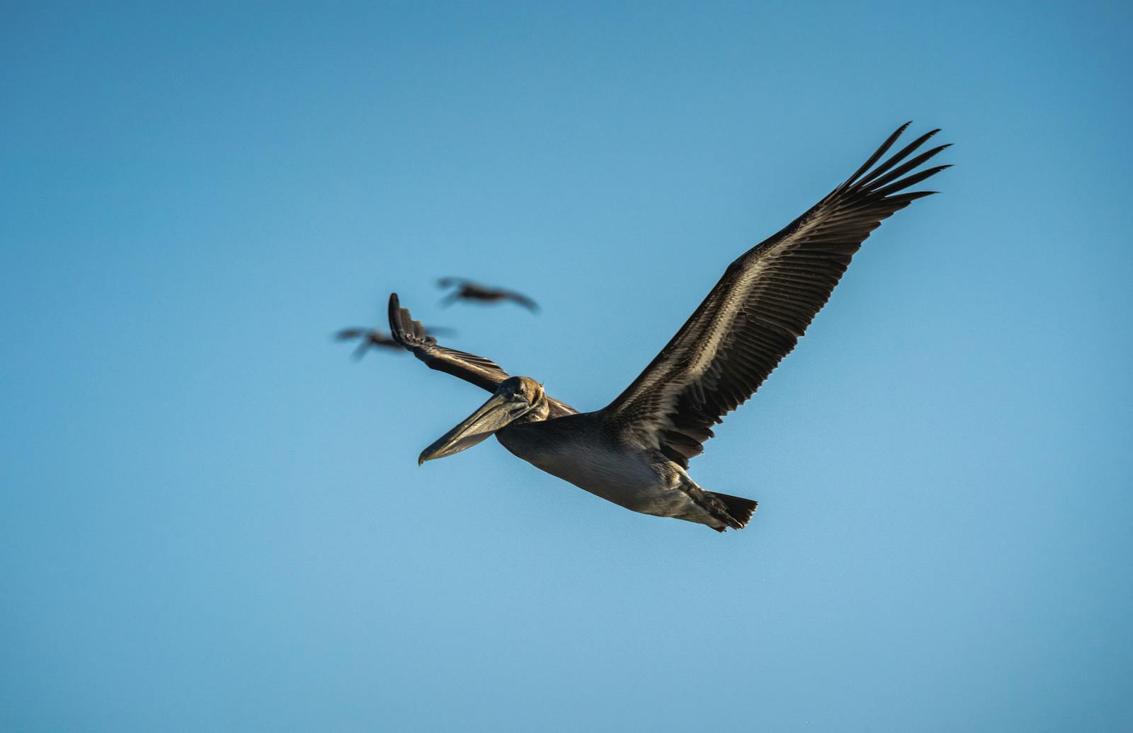 Free Pick Photos, Download The BEST Free Free Pick Stock Photos & HD Images