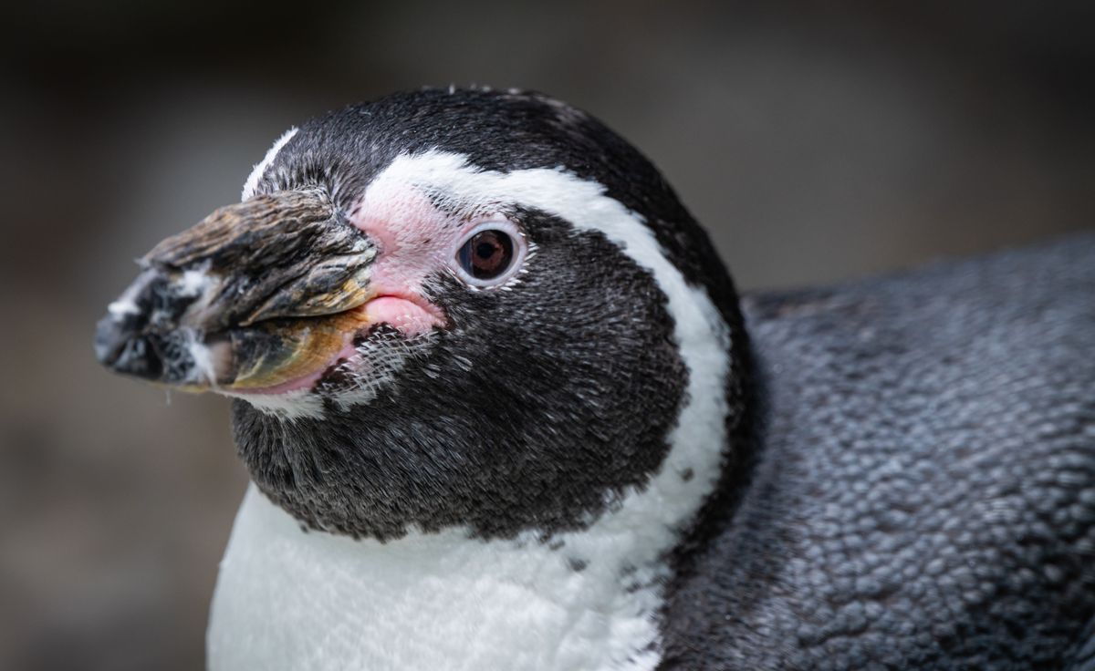 Penguin Face Photos, Download The BEST Free Penguin Face Stock Photos ...