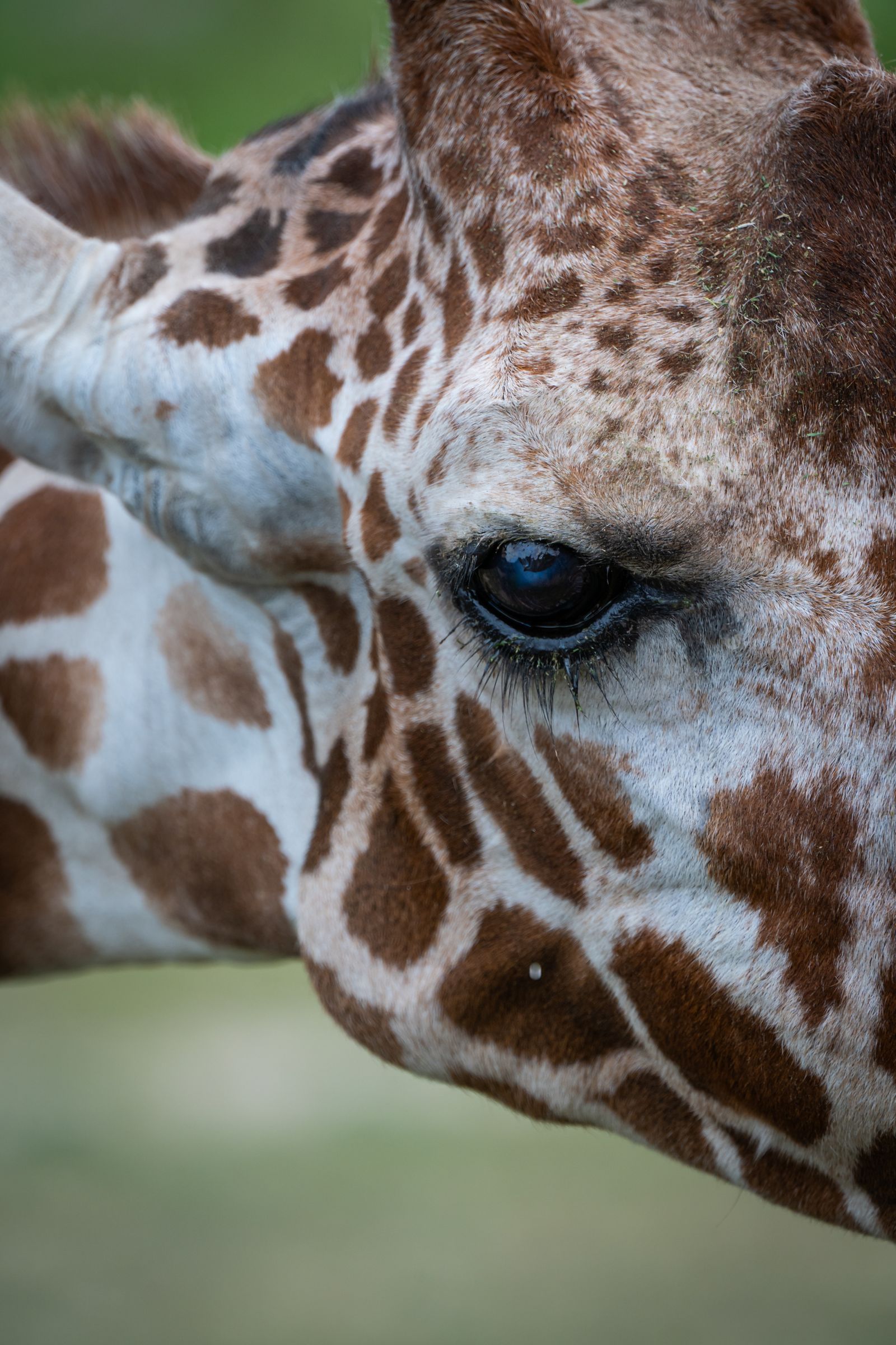 Close Up Animals Photos, Download The BEST Free Close Up Animals Stock ...