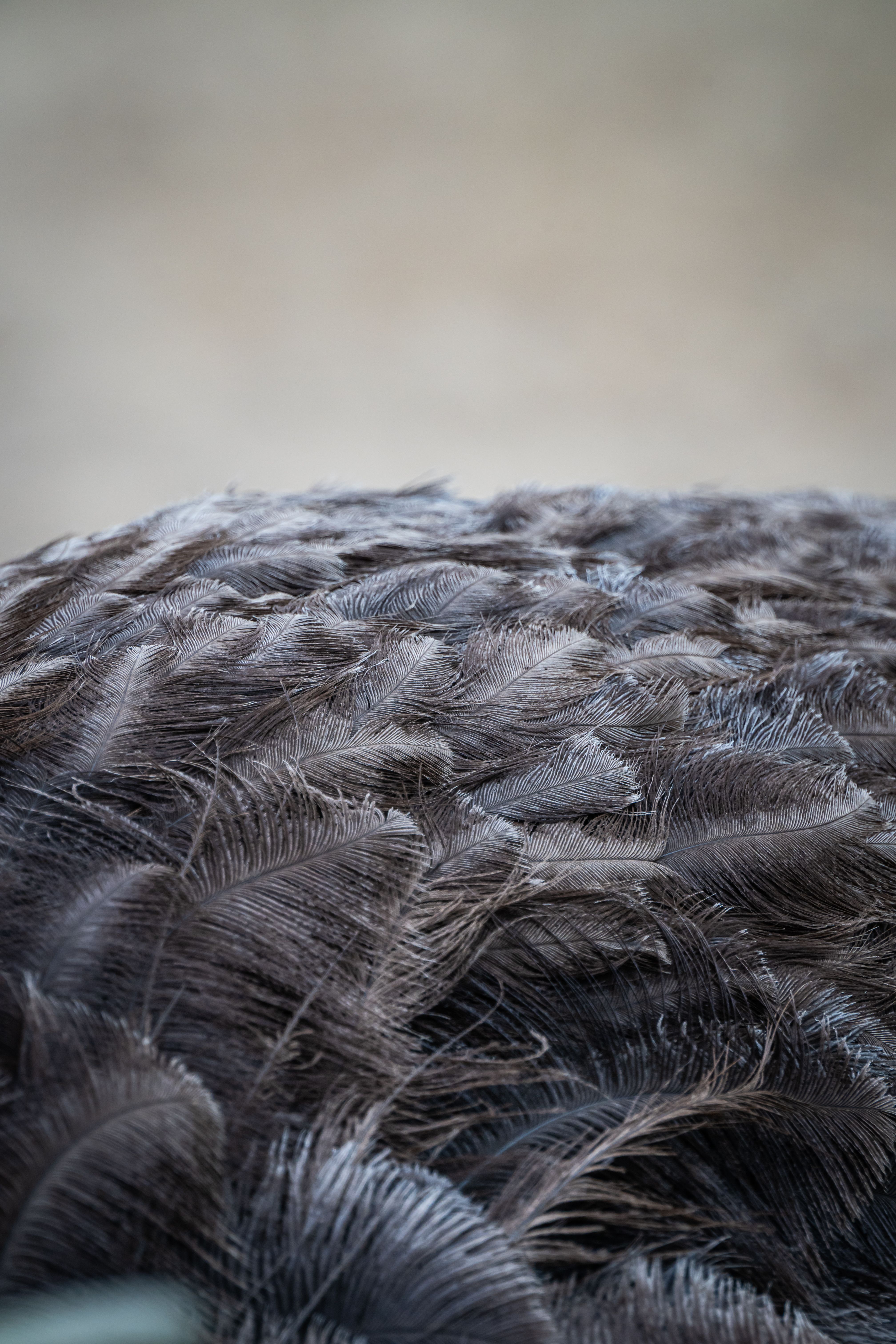 Close-up of Ostrich Feathers Texture · Free Stock Photo