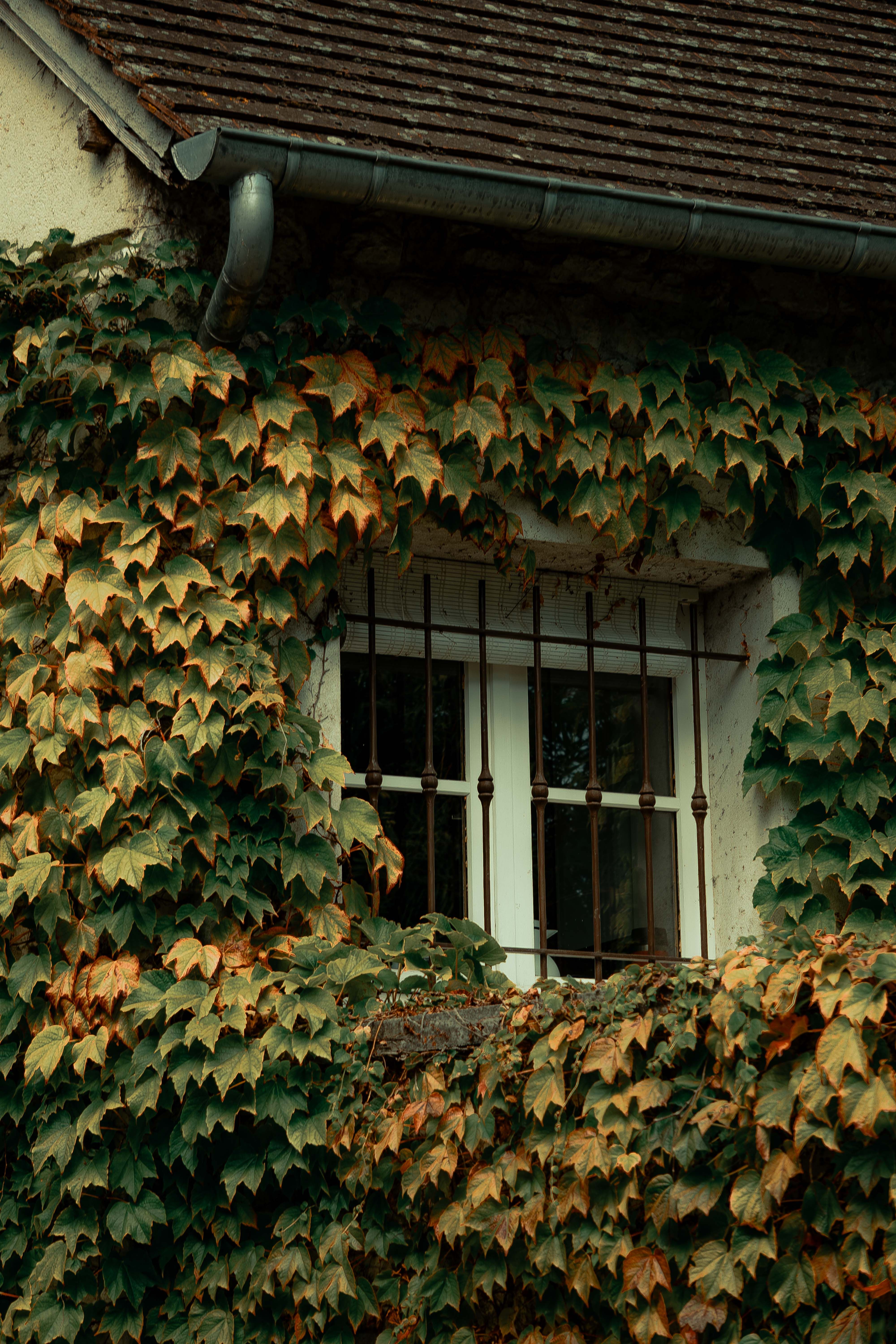 Rustic Window with Ivy-Covered Wall · Free Stock Photo