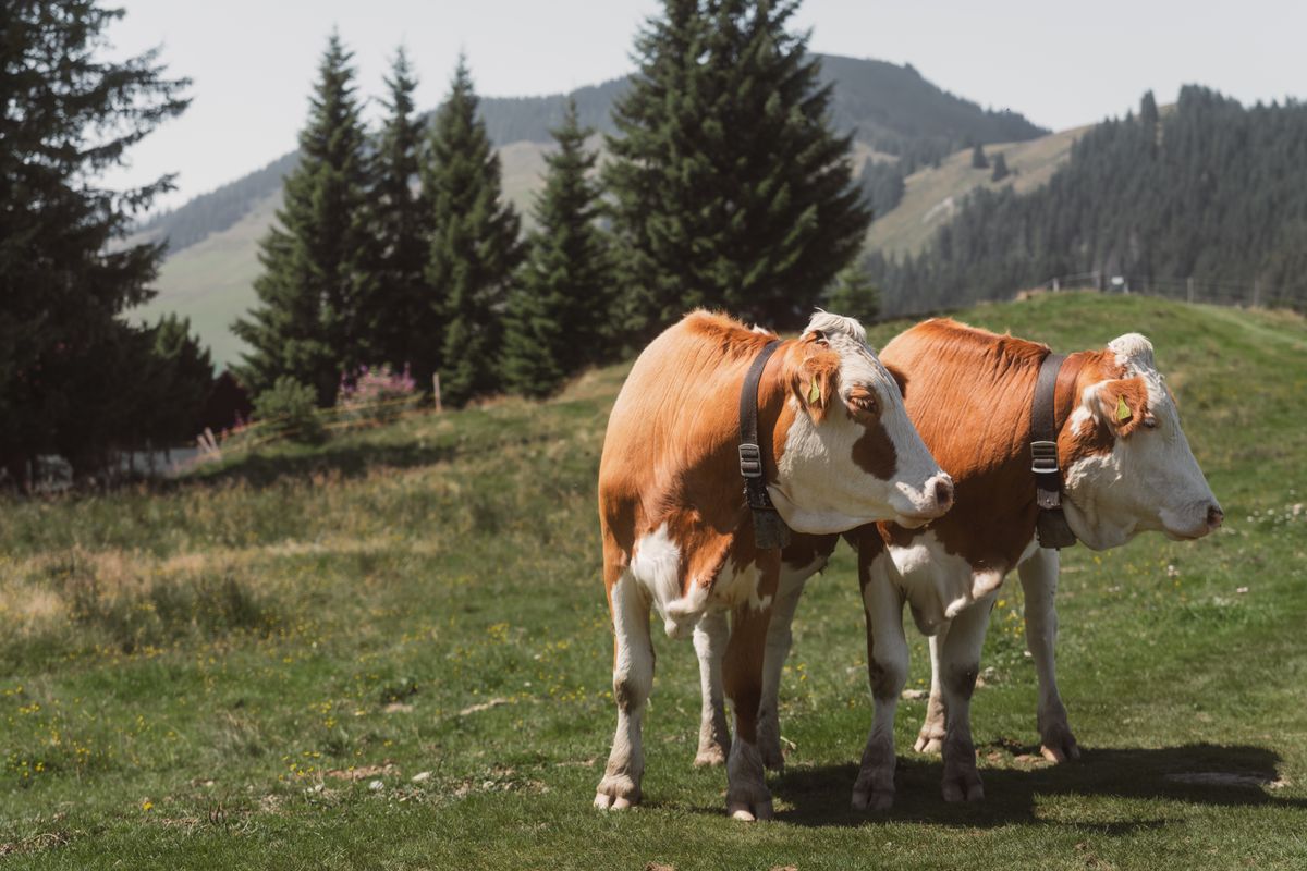 Cow Desktop Background Photos, Download The BEST Free Cow Desktop ...