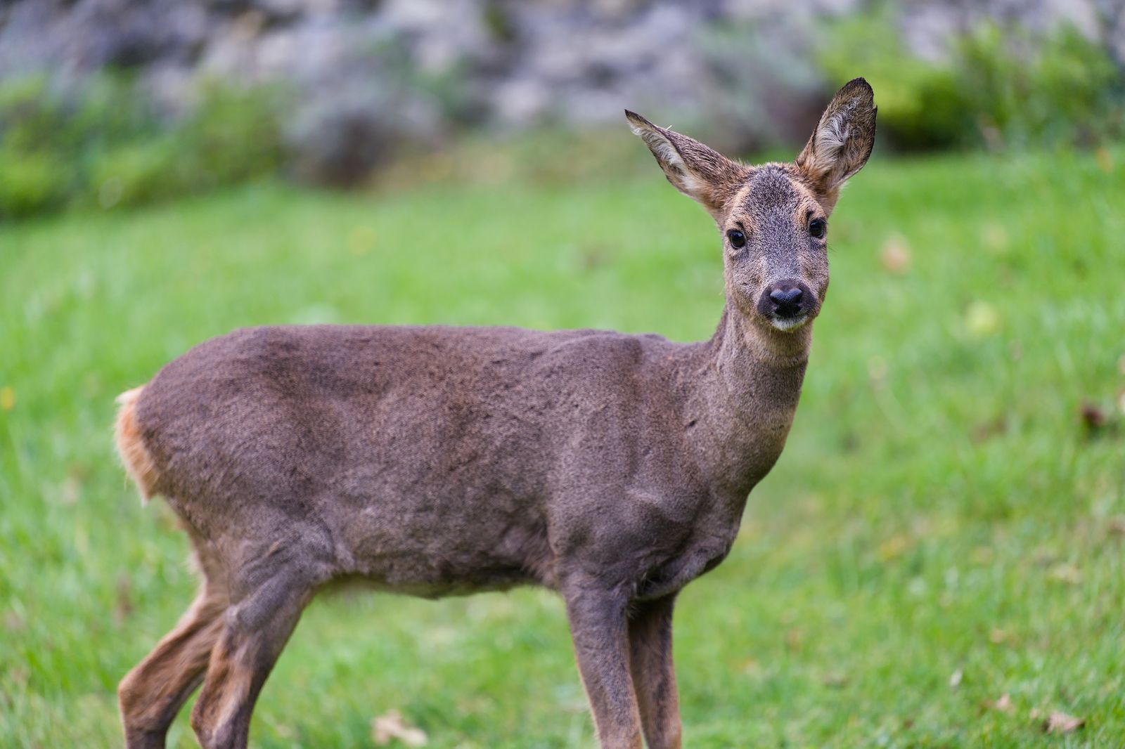 Deer Outline Photos, Download The BEST Free Deer Outline Stock Photos ...