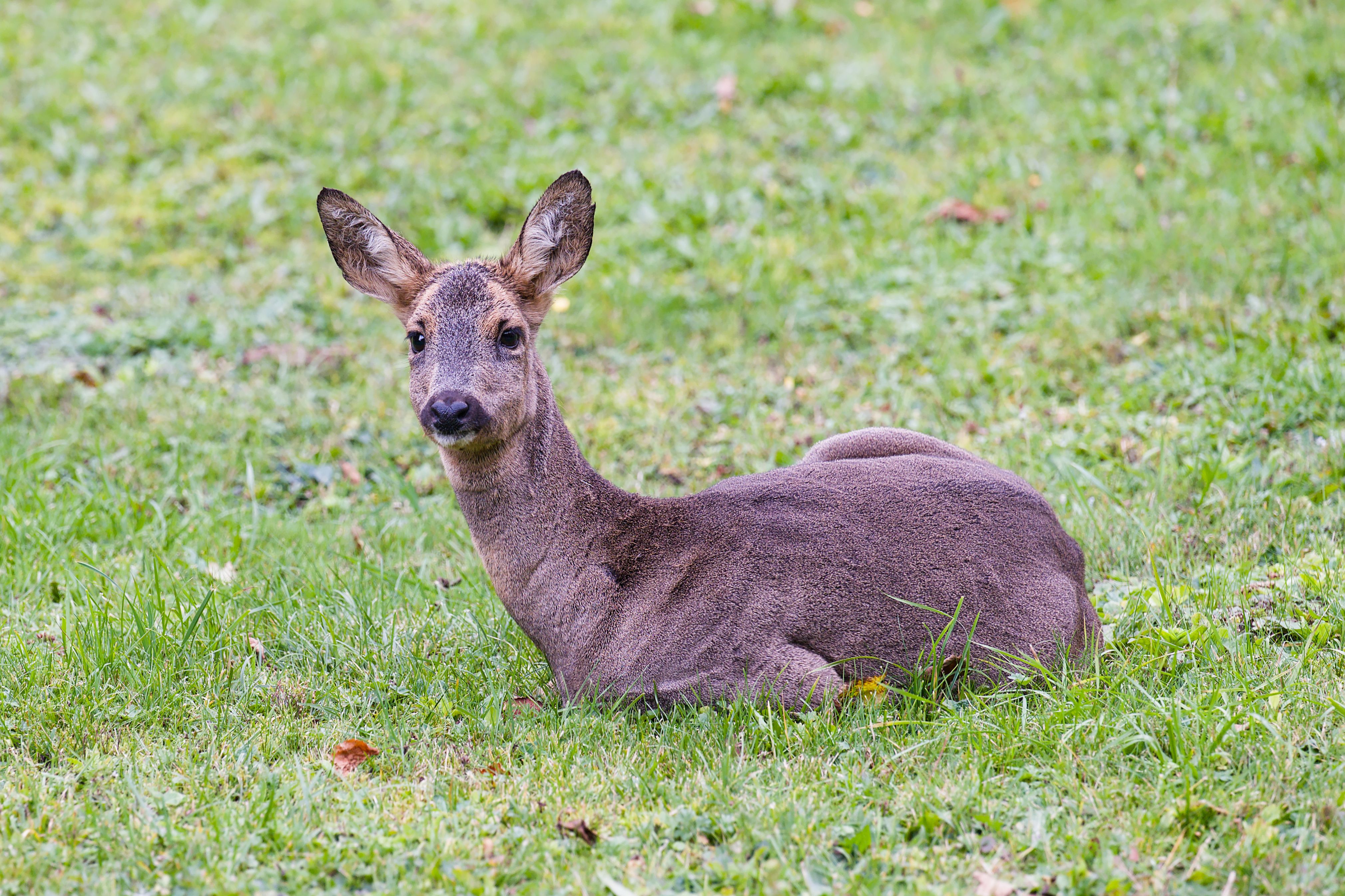 Biche Cursif Photos, Download The BEST Free Biche Cursif Stock Photos ...