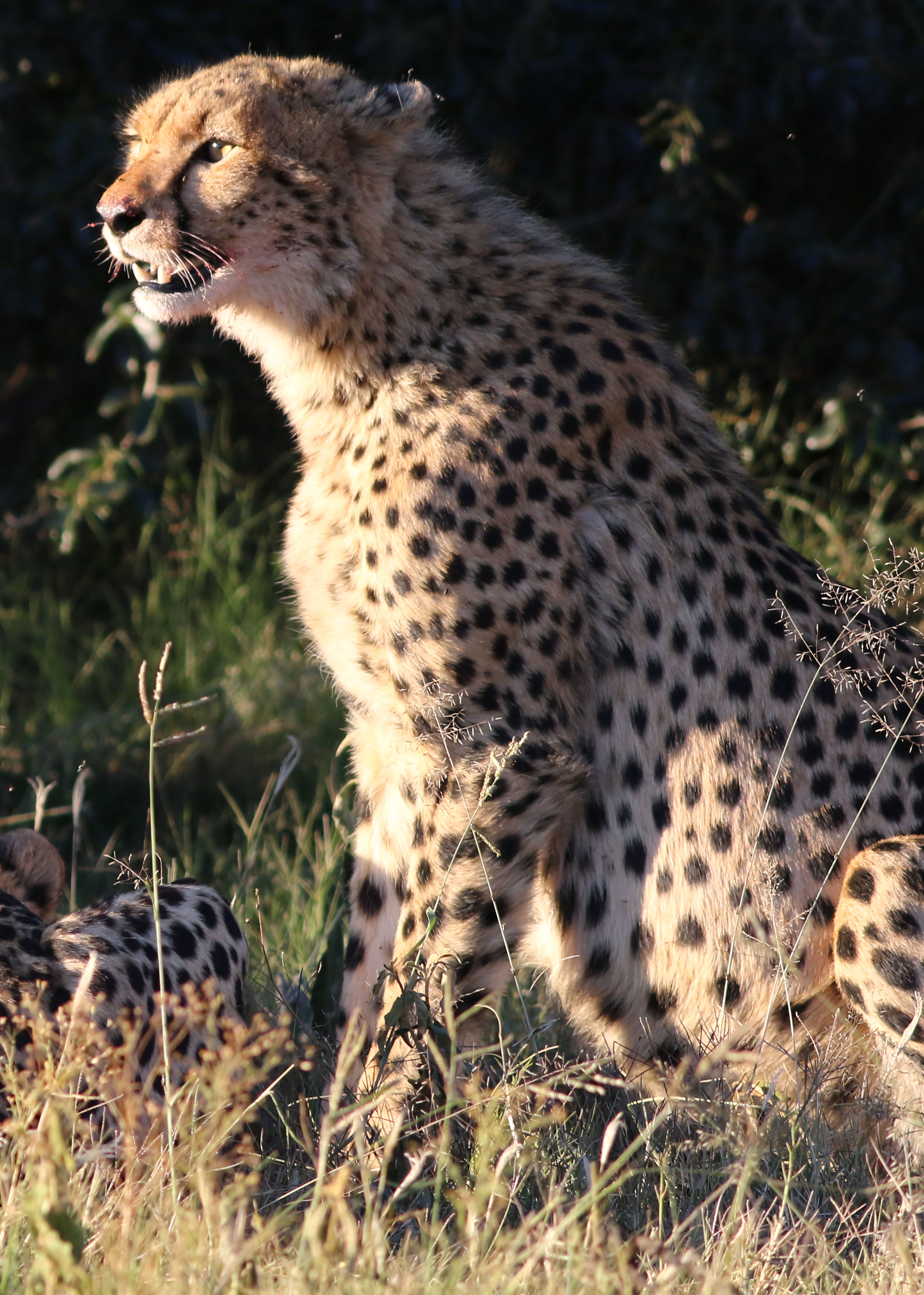 Cheetah Bite Photos, Download The BEST Free Cheetah Bite Stock Photos ...