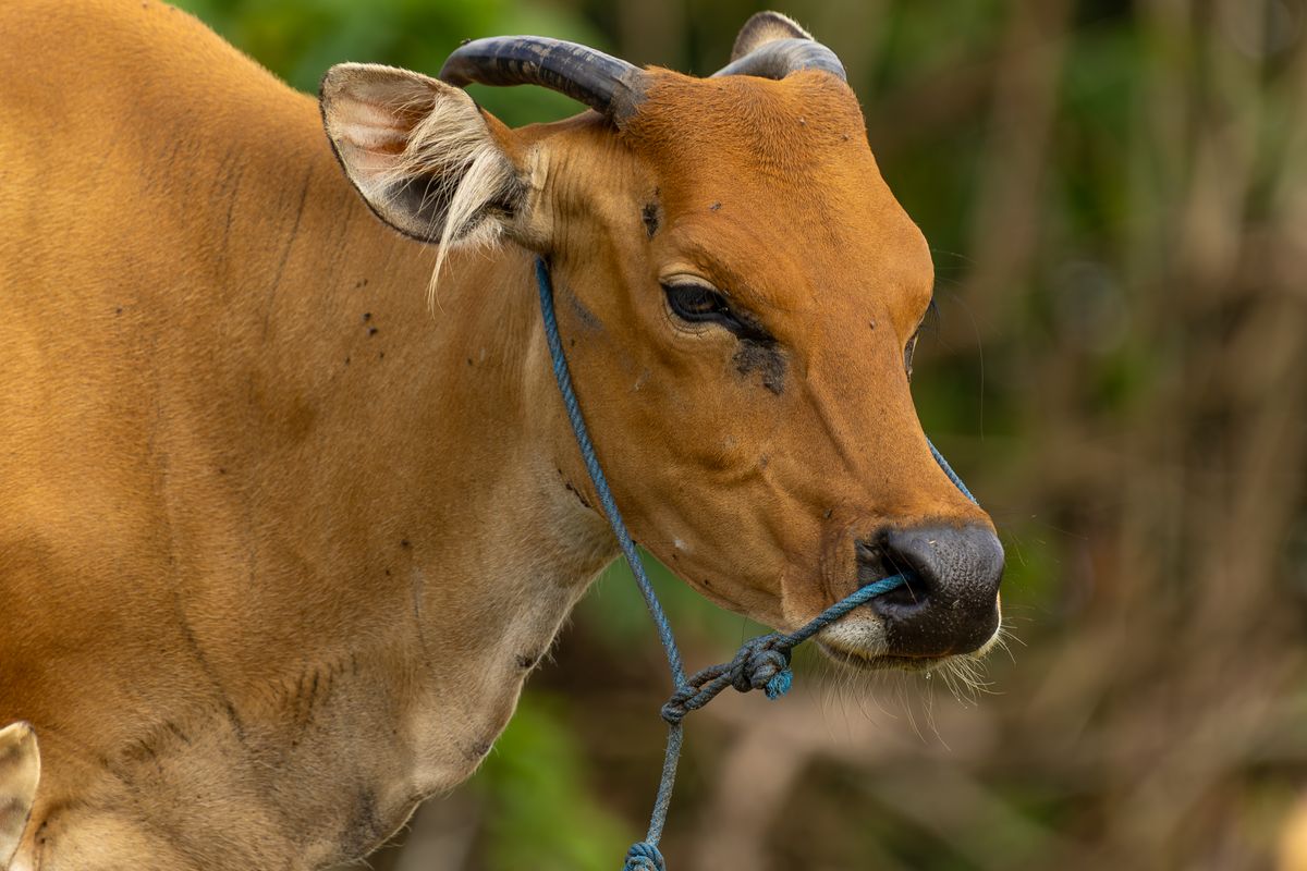 Cow Head Photos, Download The BEST Free Cow Head Stock Photos & HD Images
