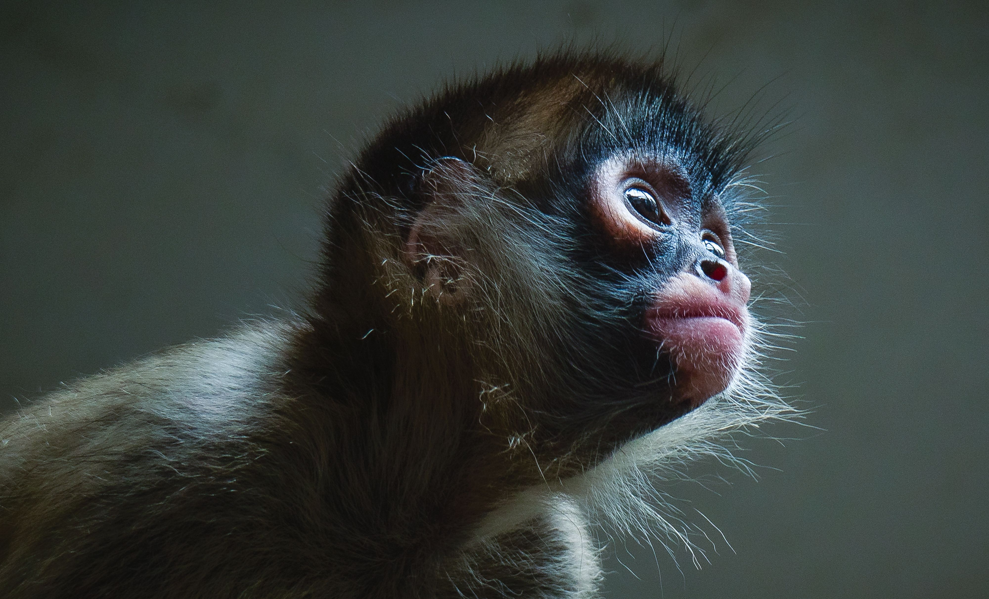 Spider Monkey Photos, Download The BEST Free Spider Monkey Stock Photos ...