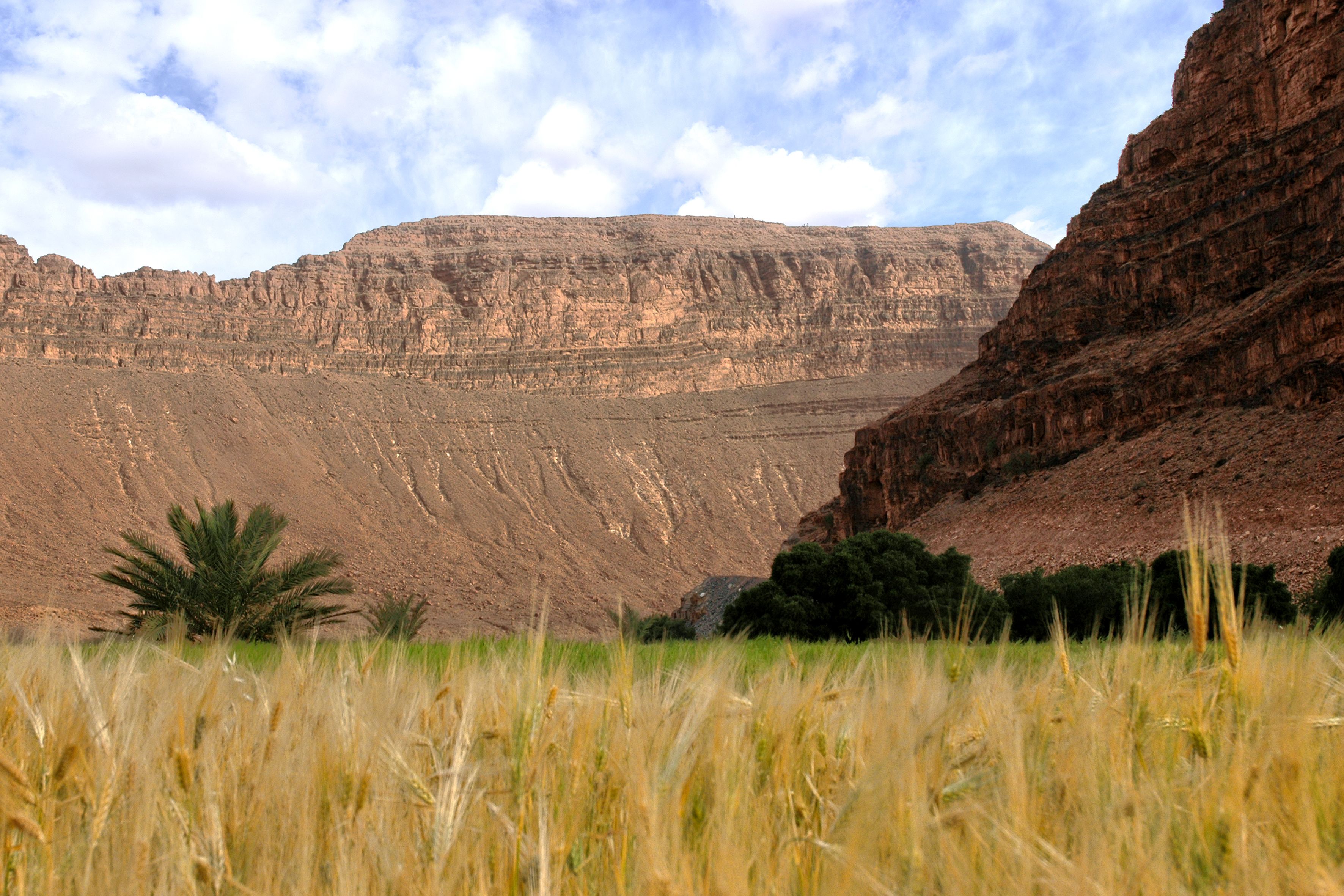 Wheat Desert Photos, Download The BEST Free Wheat Desert Stock Photos ...