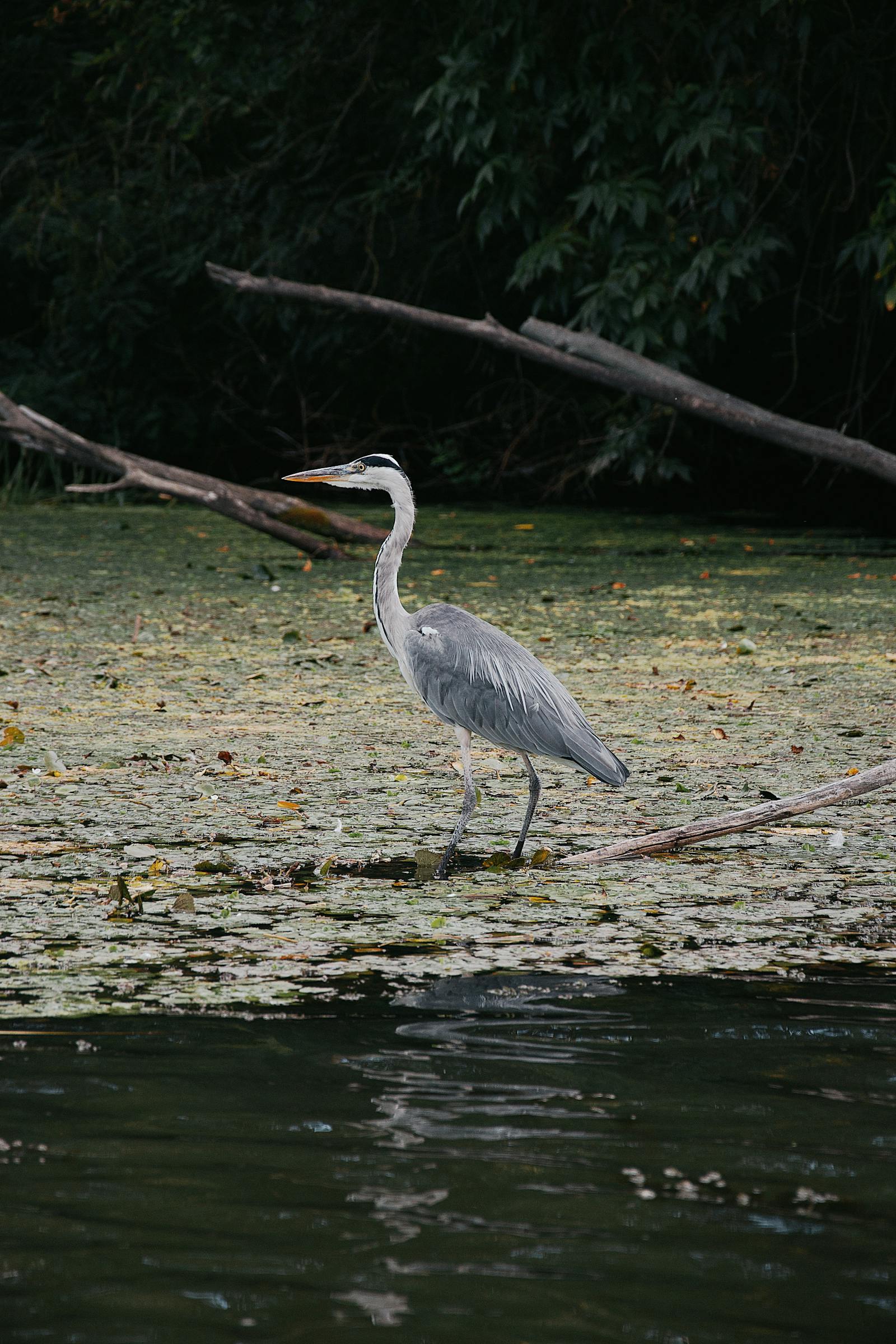 Désiré+Doué+4k Photos, Download The BEST Free Désiré+Doué+4k Stock ...