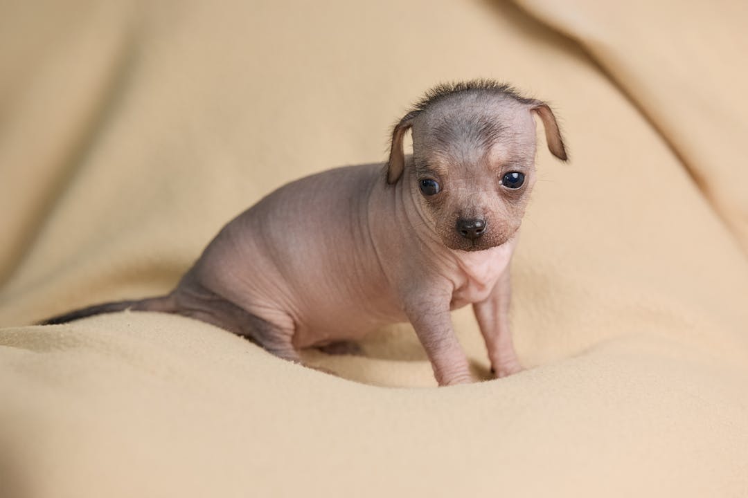 What Does the ASPCA Do to Rescue and Protect Animals in Need