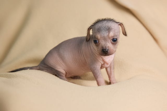 What Does the ASPCA Do to Rescue and Protect Animals in Need