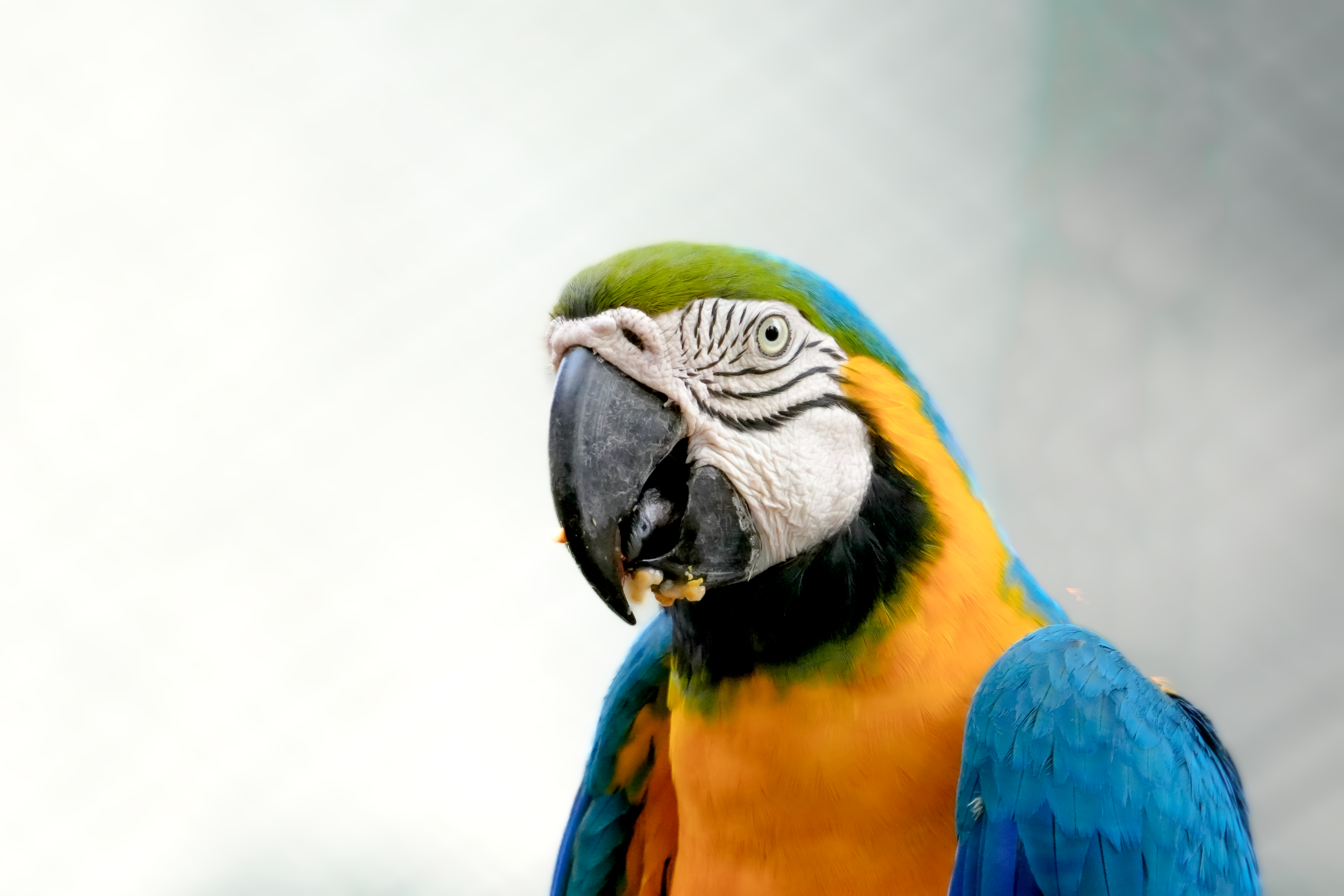 Close-up photo of a blue and yellow macaw parrot · Free Stock Photo