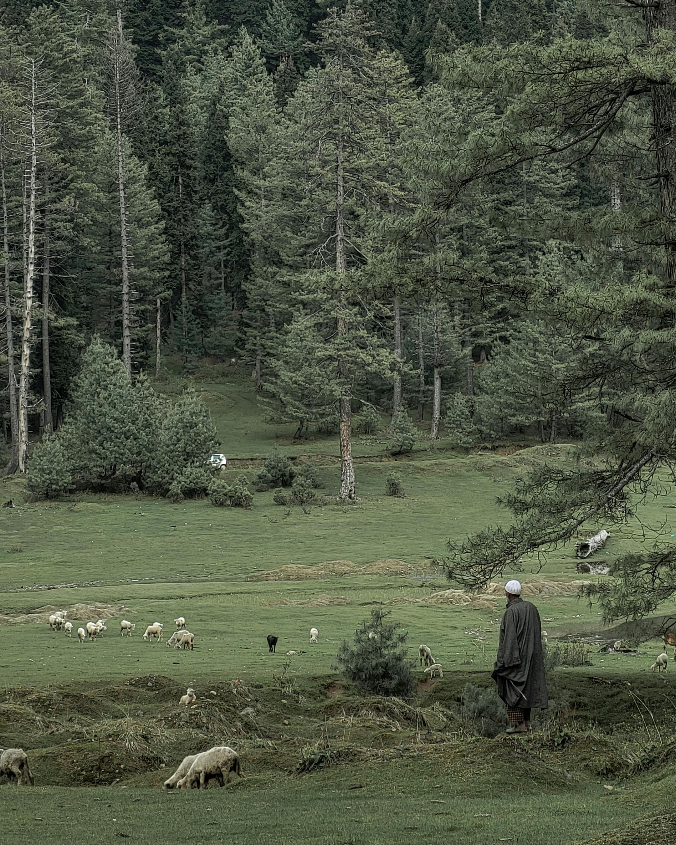 Sheep With A Shepherd Photos, Download The BEST Free Sheep With A ...