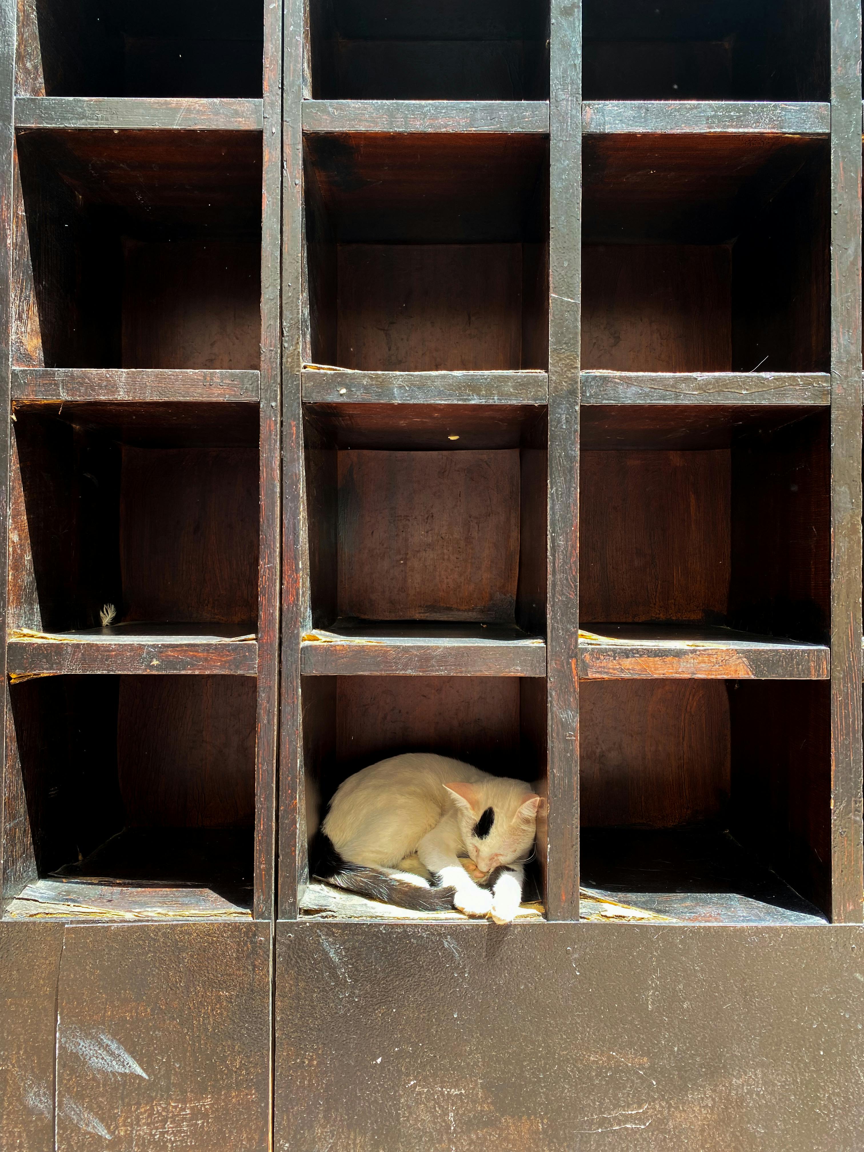 Sigma Cat Photos, Download The BEST Free Sigma Cat Stock Photos & HD Images