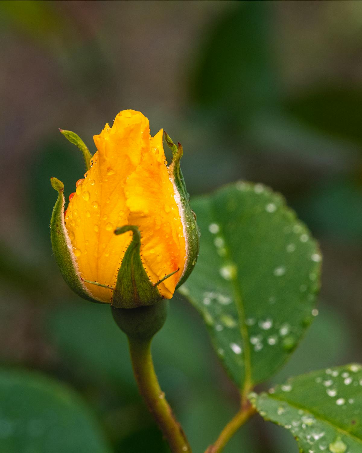 Rose Flower Jpg Photos, Download The BEST Free Rose Flower Jpg Stock ...