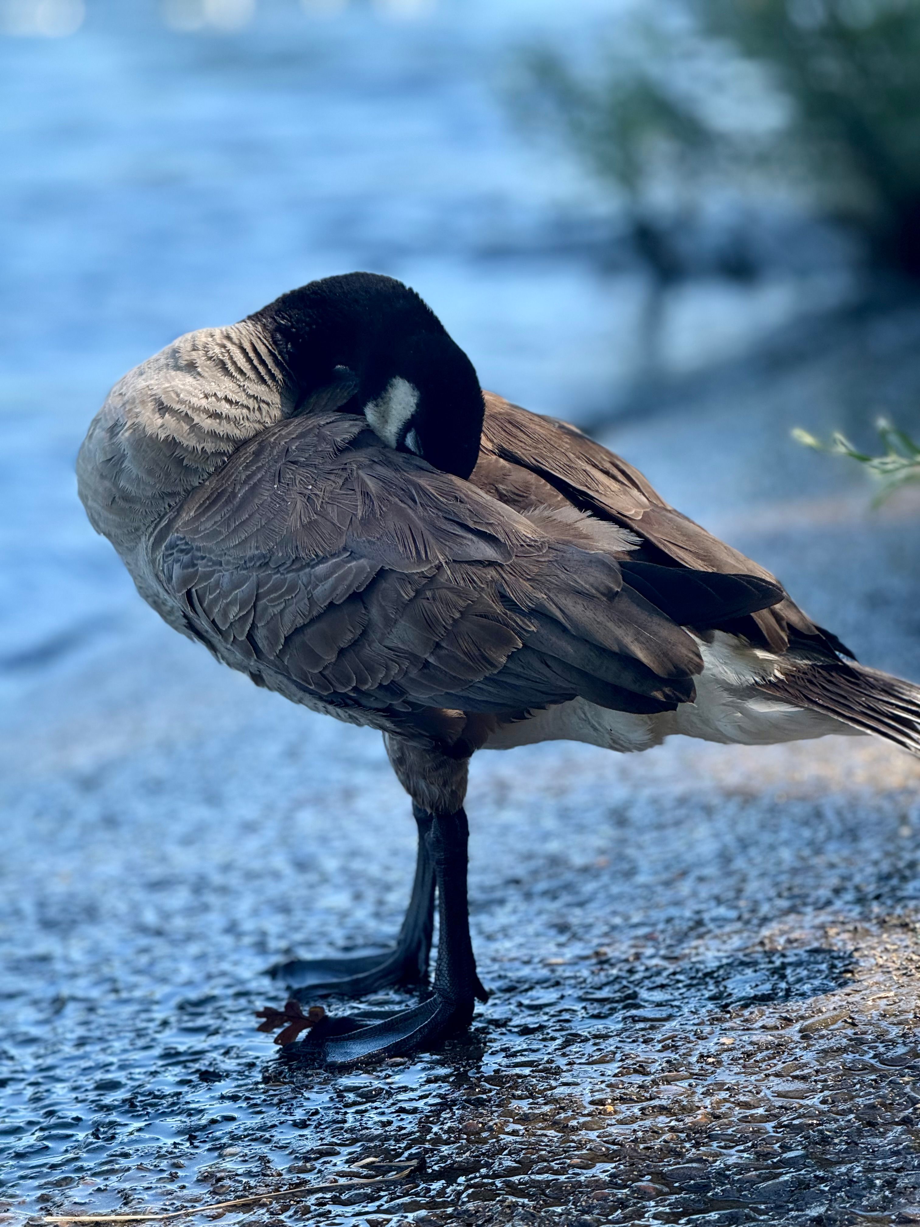 Wild Goose Photos, Download The BEST Free Wild Goose Stock Photos & HD ...