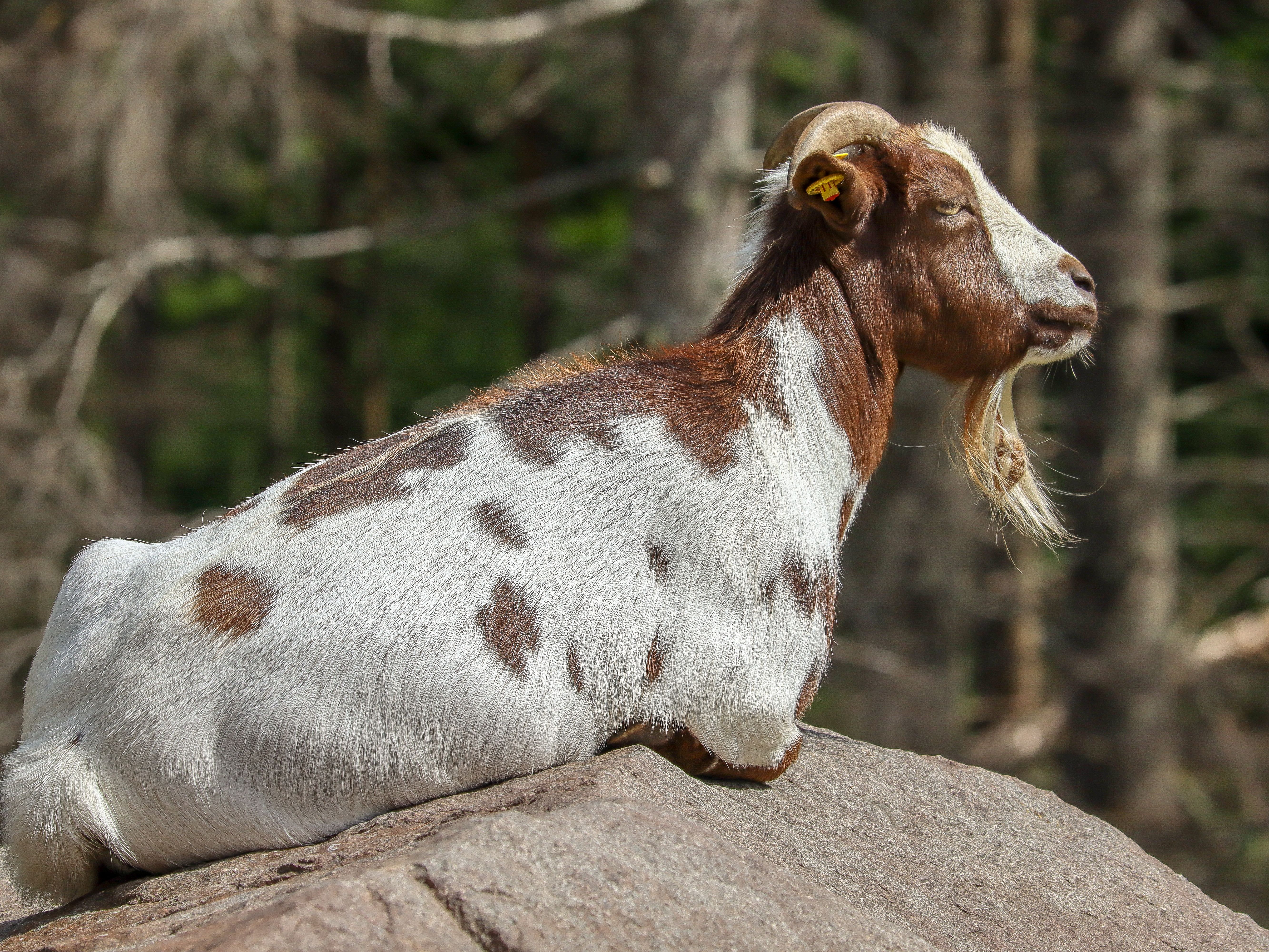 Relaxed Goat Resting on Sunlit Rock · Free Stock Photo