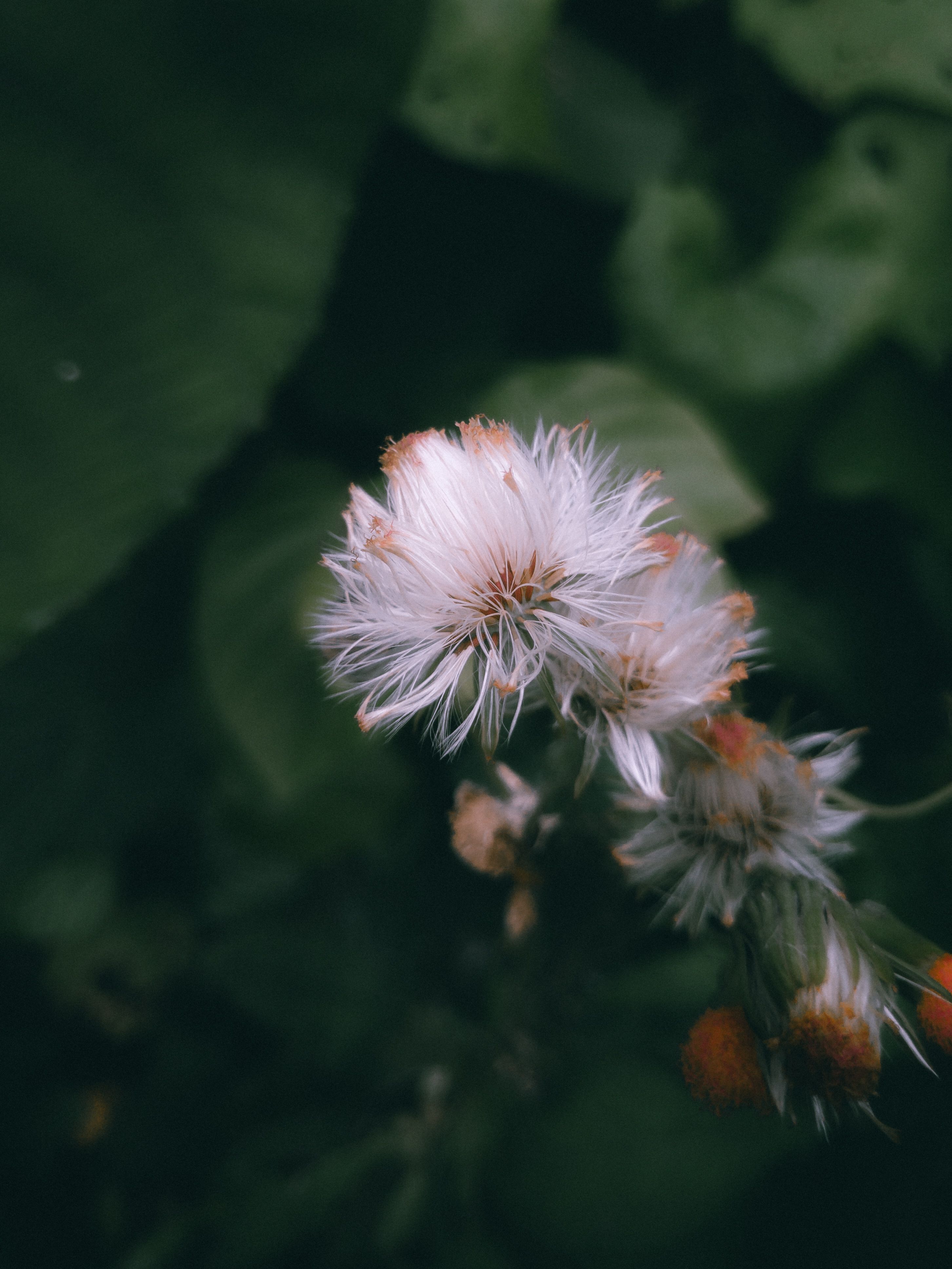 Close-up of White Fuzzy Flowers in Greenery · Free Stock Photo