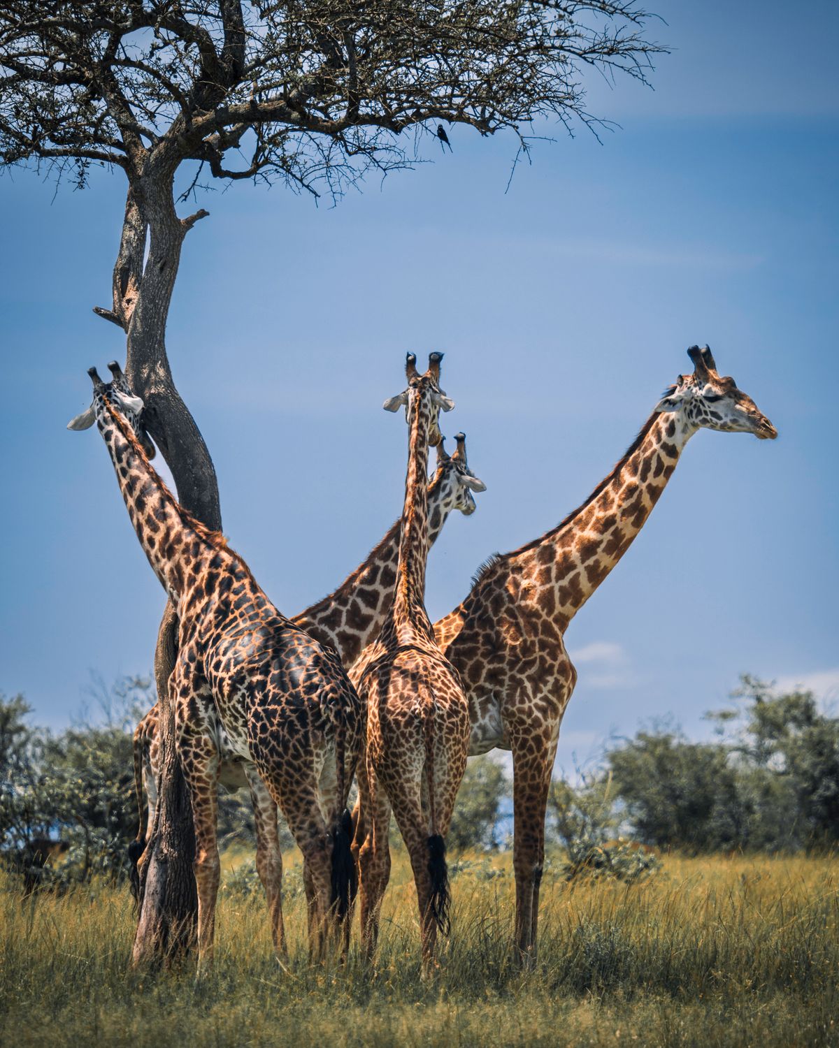 Group Of Animals Photos, Download The BEST Free Group Of Animals Stock ...