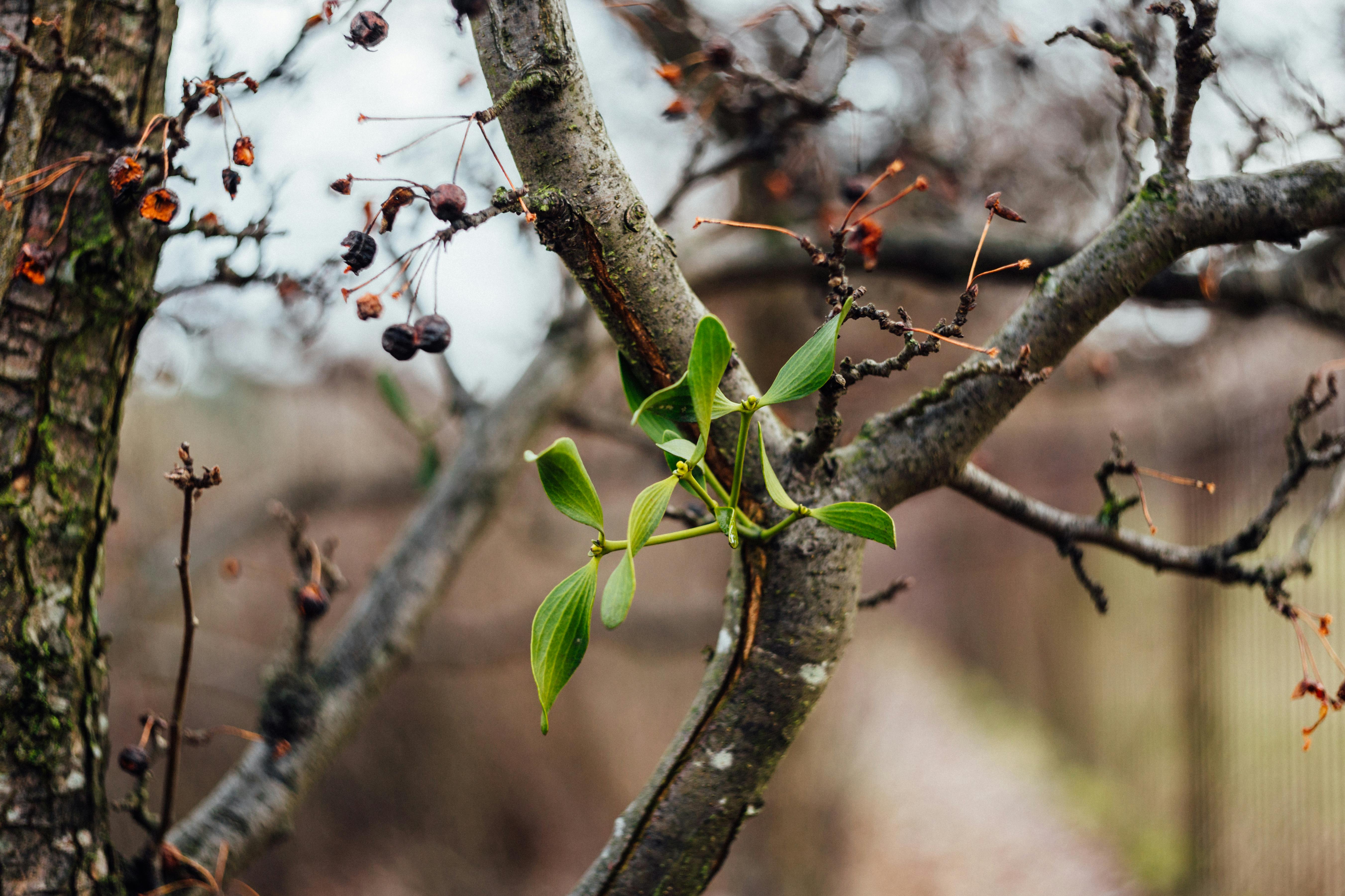 Close-up of Branches of Tree · Free Stock Photo