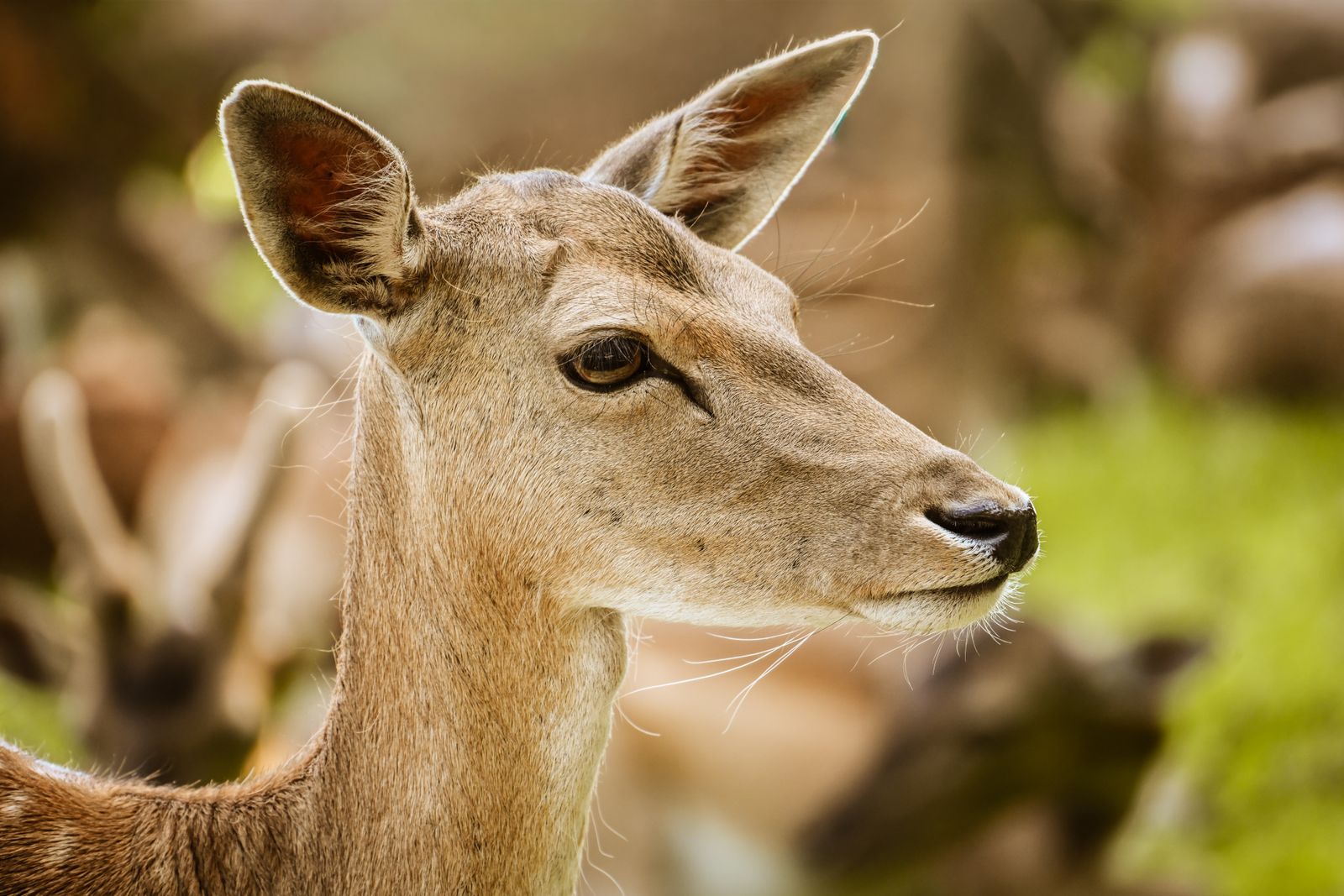 Deer Outline Photos, Download The BEST Free Deer Outline Stock Photos ...