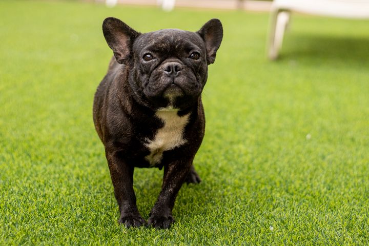 Pitbull and Staffy Cross Dogs: Understanding the Breed