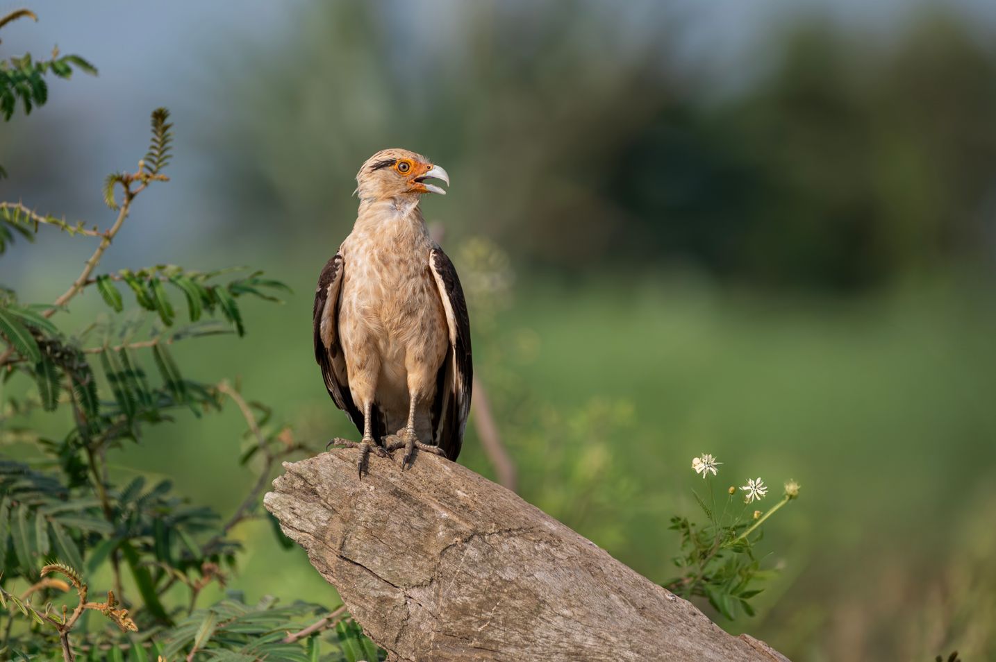 Yellow Headed Caracara: Friendly Bird Facts & Habitat