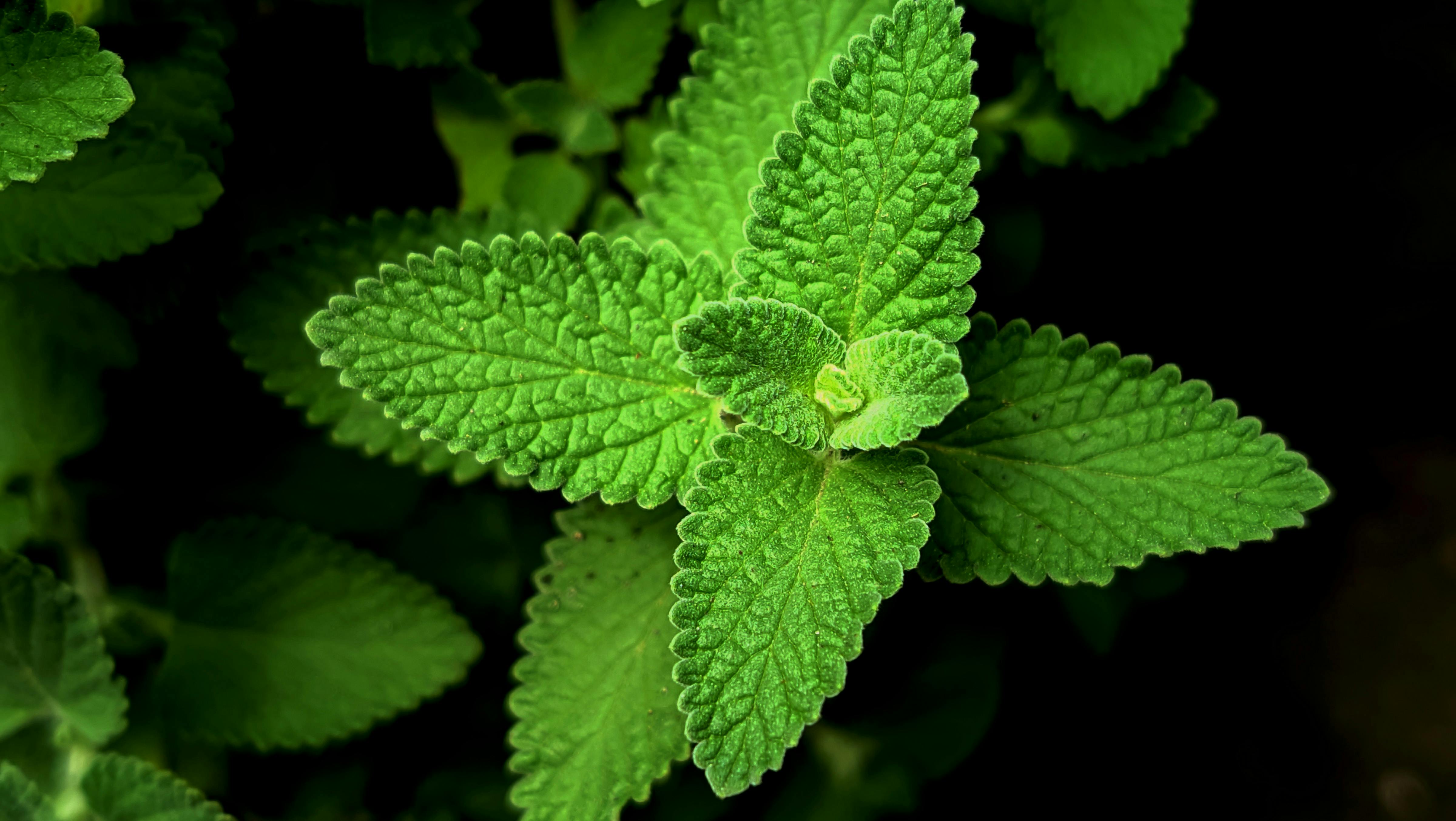 Easy Guide to Growing Herb Gardens in Small Spaces